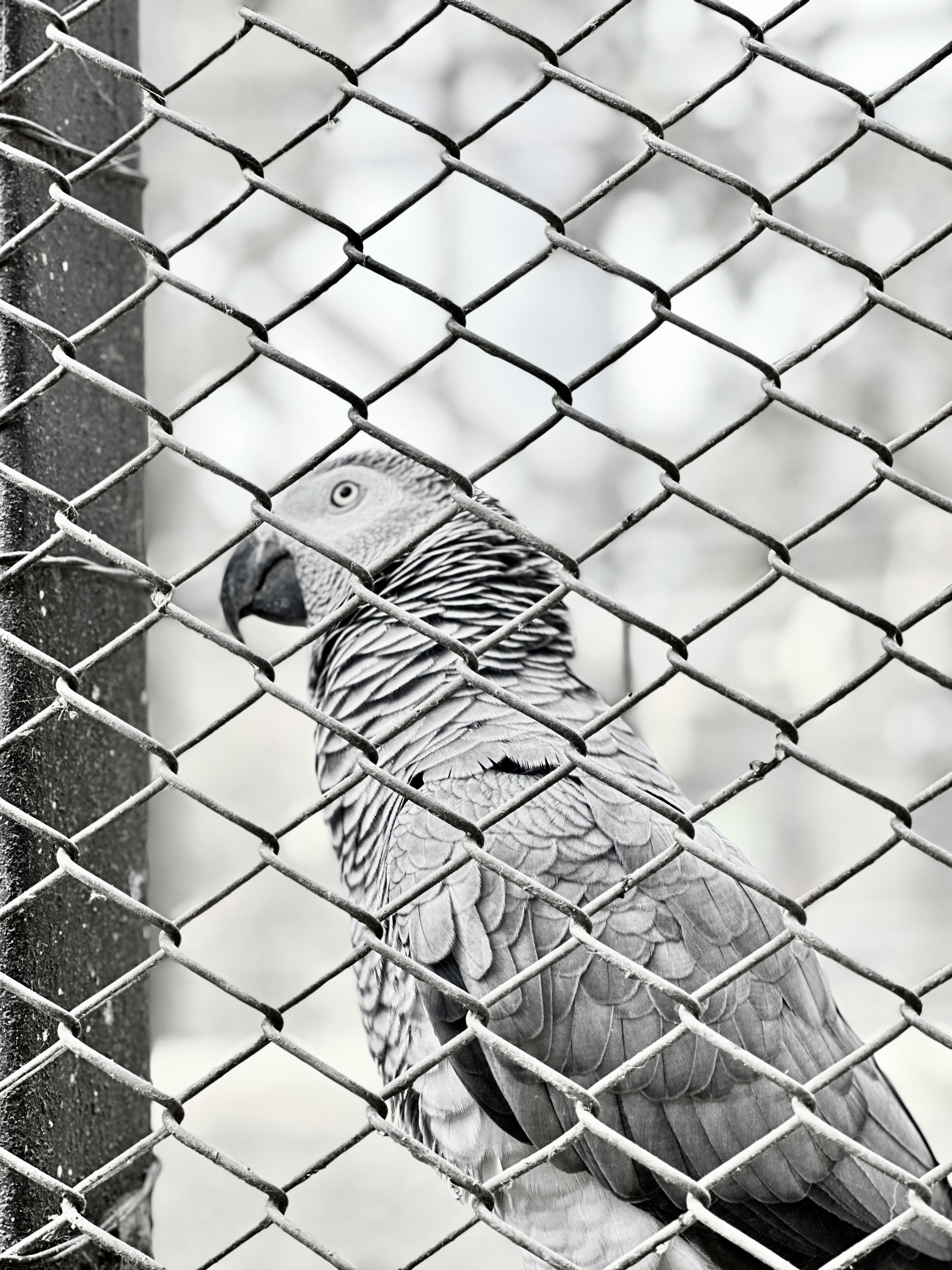 Zoo Cage Photos, Download The BEST Free Zoo Cage Stock Photos & HD Images