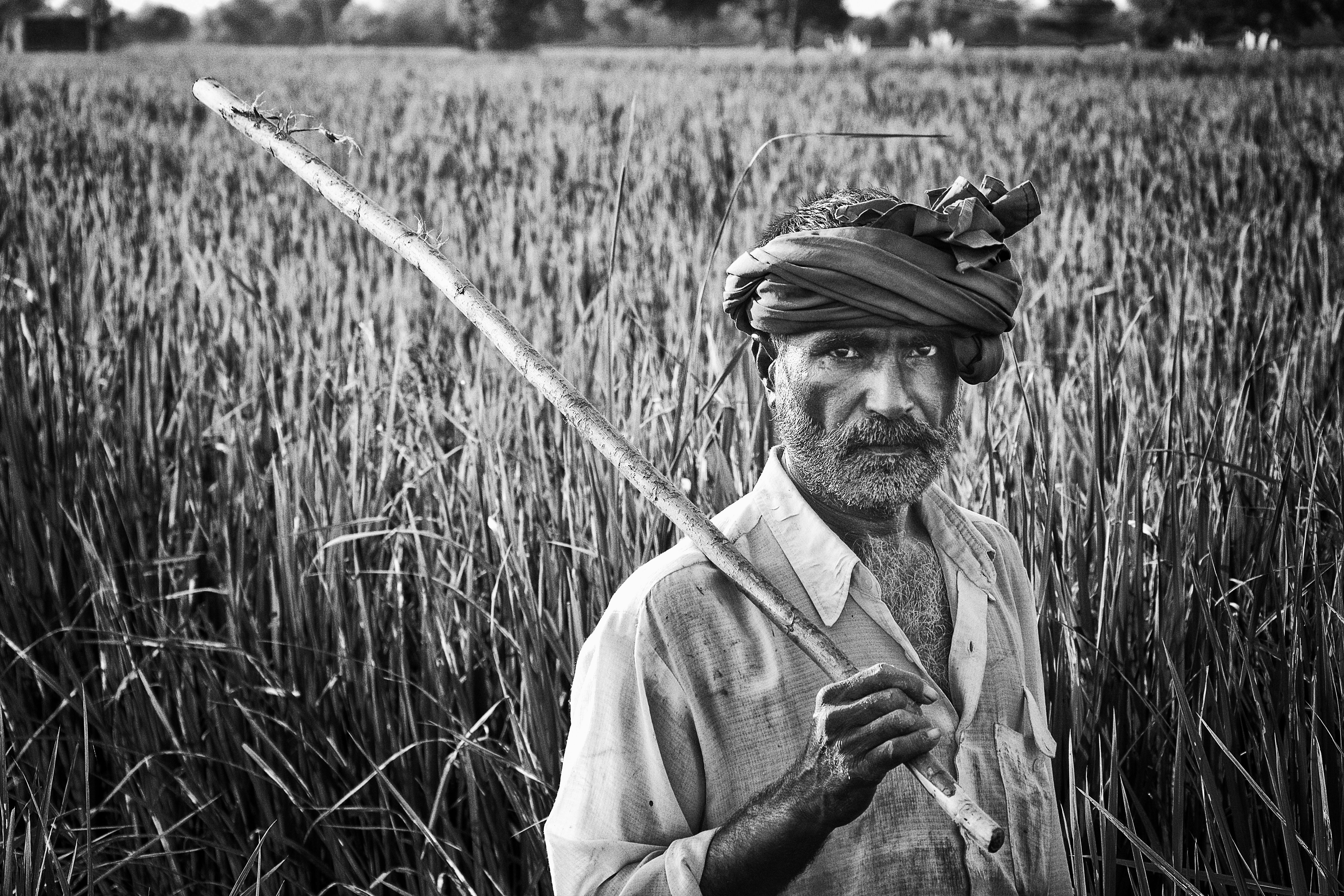 Man Carrying Yoke With Rice Grains · Free Stock Photo