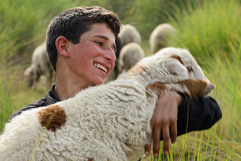 Tower of London Ravens: History, Care, and Legend Explained