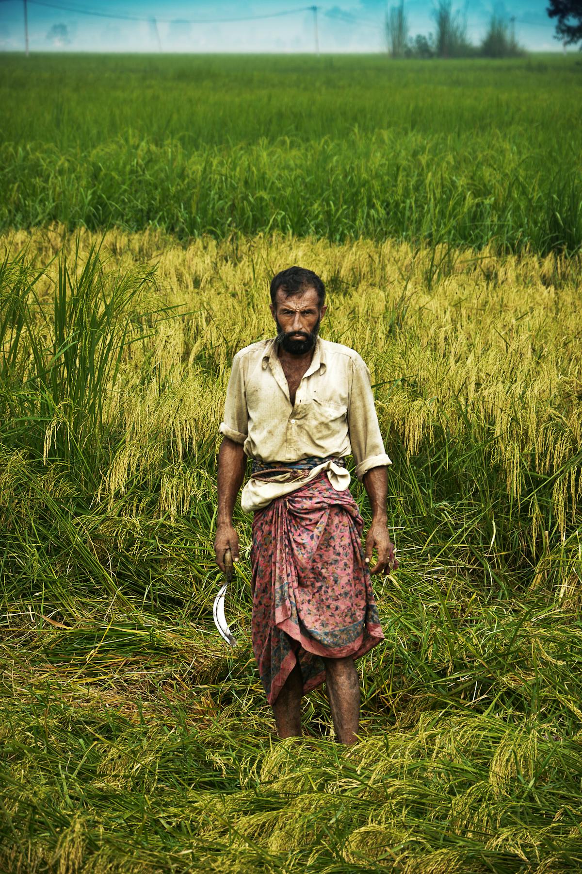 Paddy Field Photos, Download The BEST Free Paddy Field Stock Photos ...