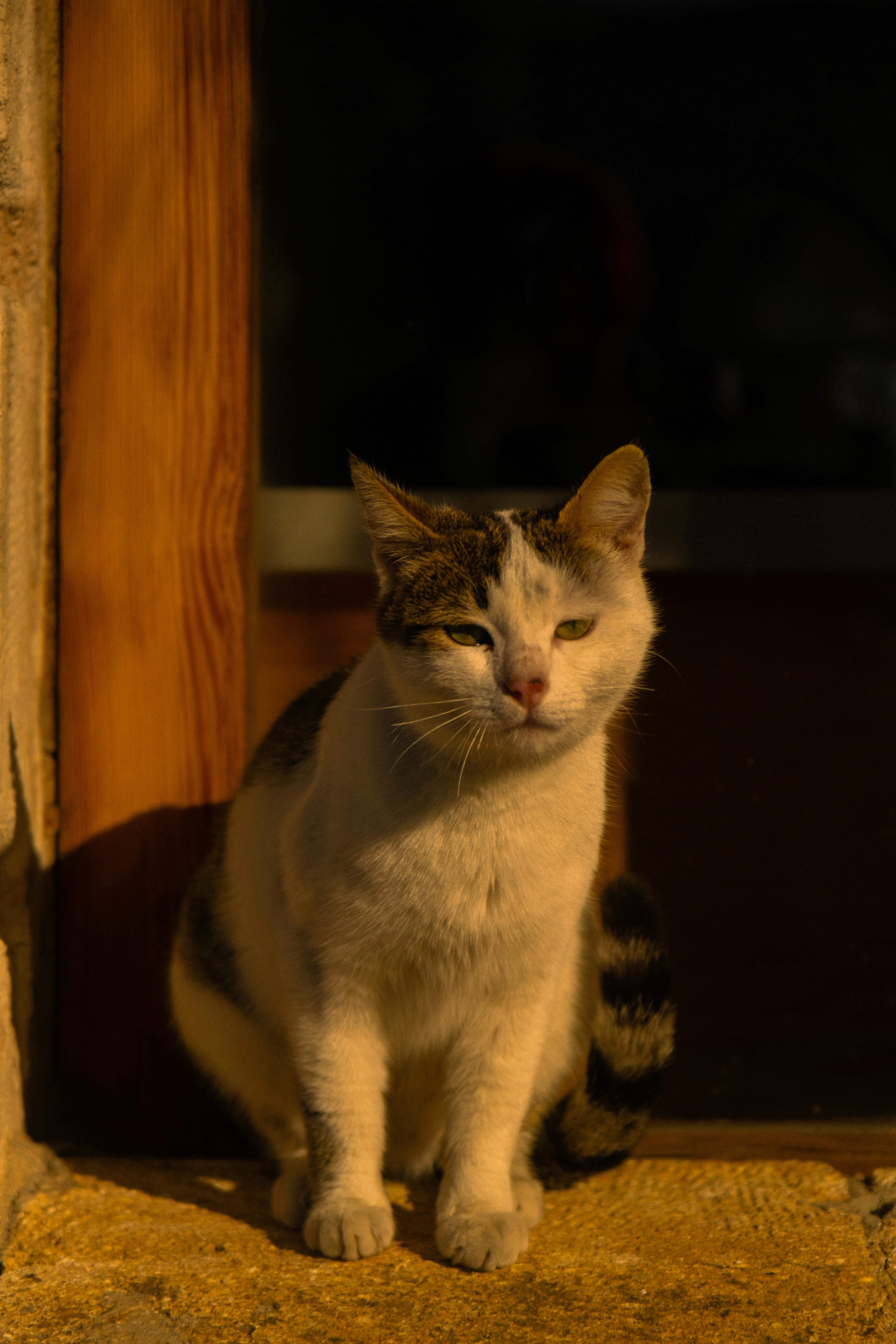 Cat Wallpper Photos, Download The BEST Free Cat Wallpper Stock Photos ...