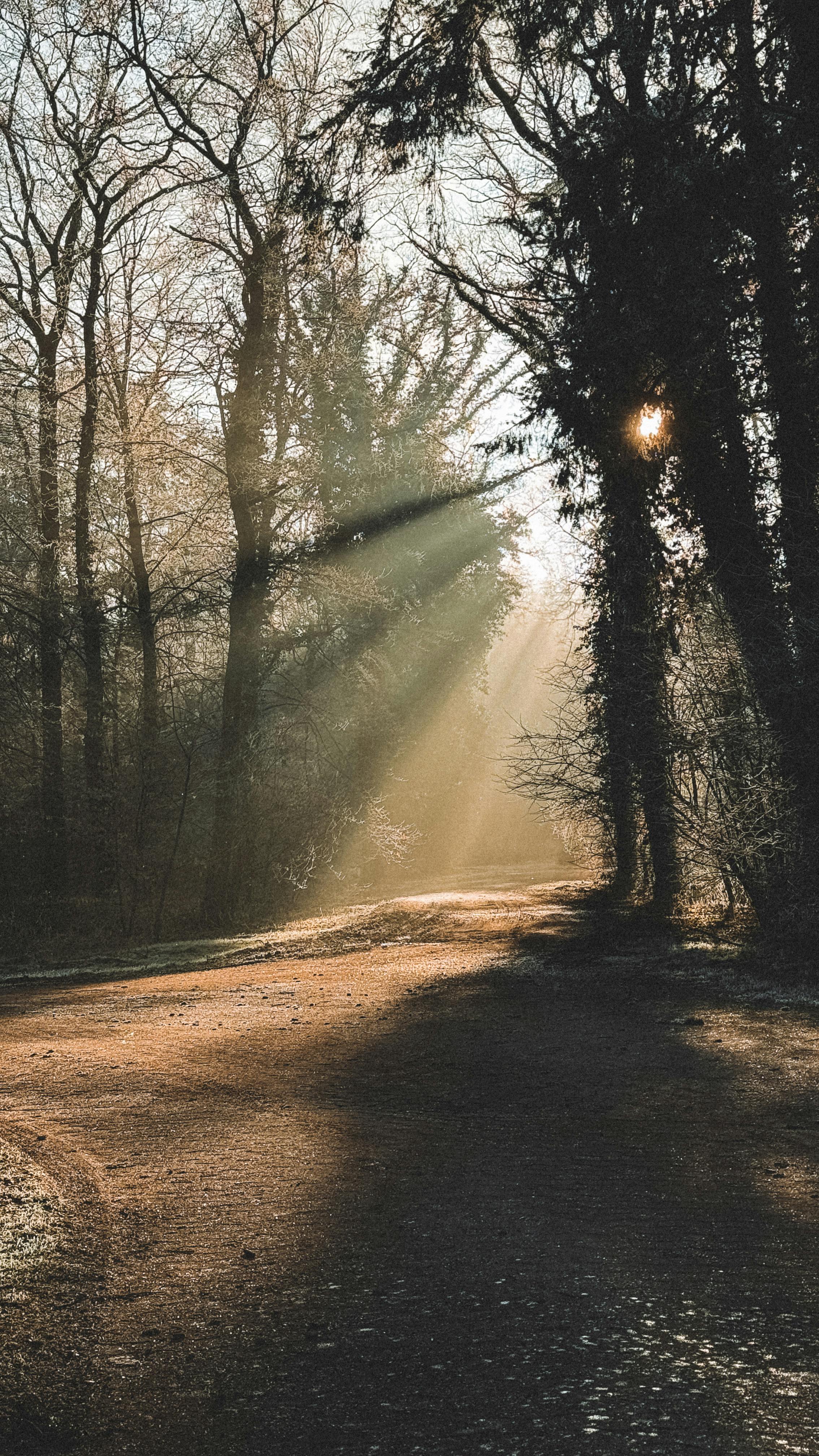 Sunbeam Photos, Download The BEST Free Sunbeam Stock Photos & HD Images