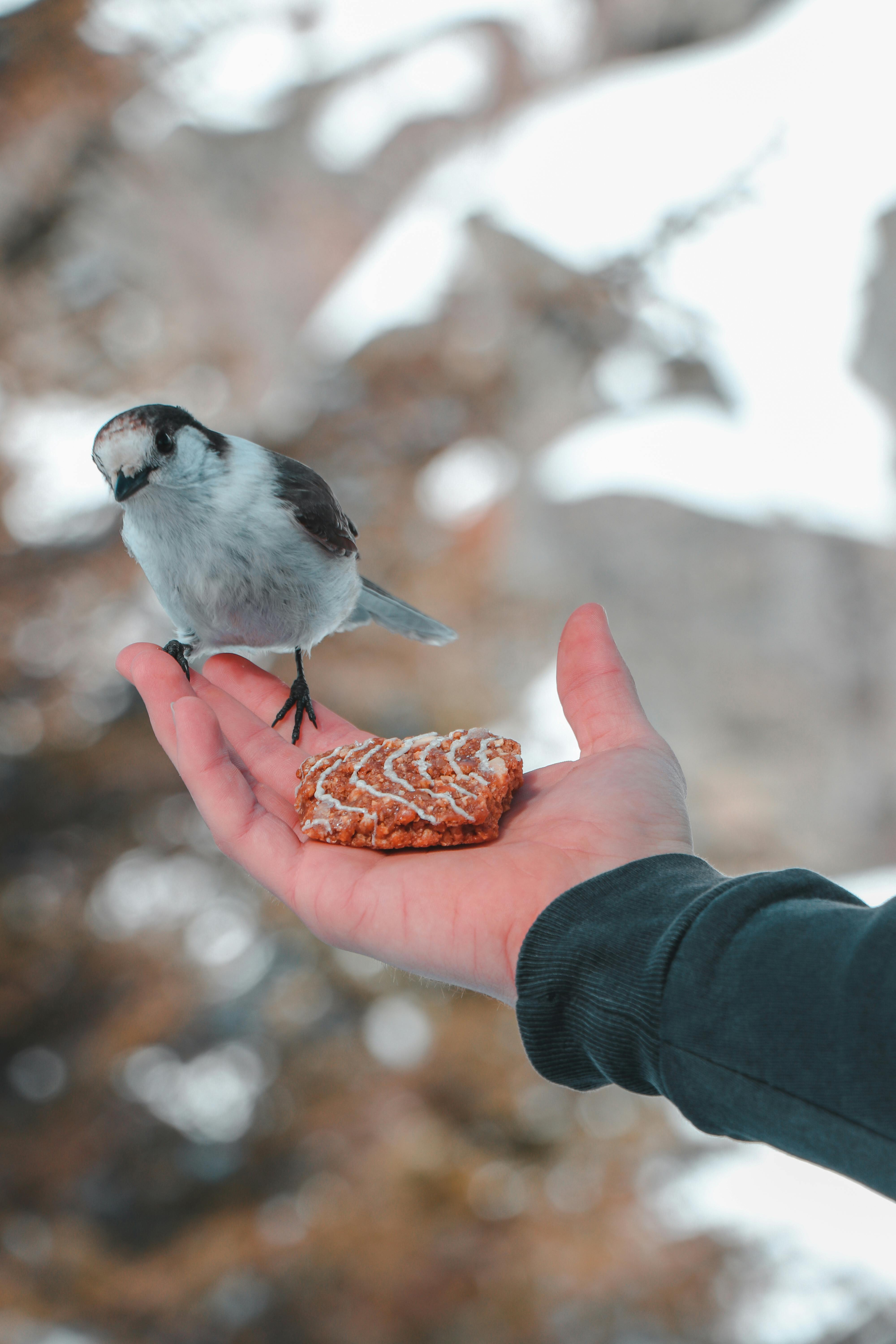 Selective Focus Photography of Bird Perching on Human Hand · Free Stock ...