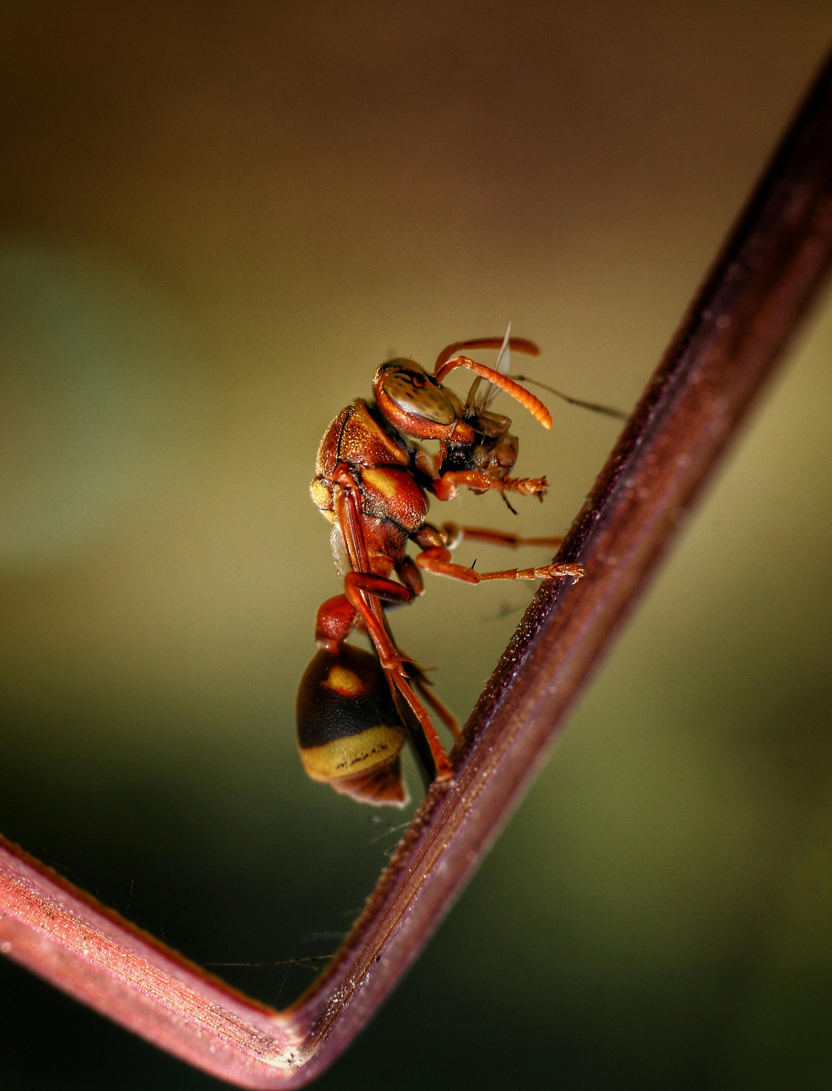 Bee Pig Photos, Download The BEST Free Bee Pig Stock Photos & HD Images