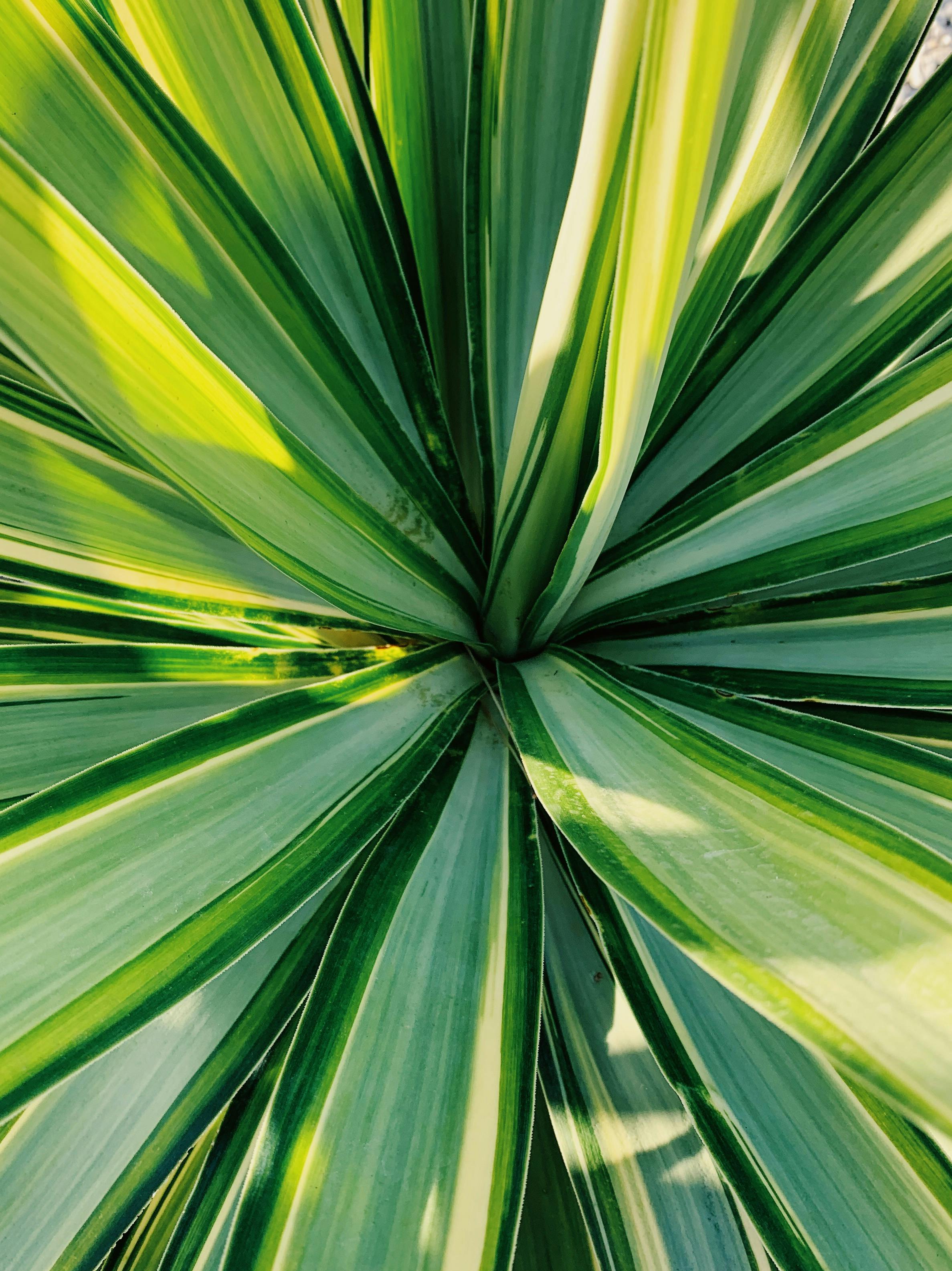 Spanish Flora Photos, Download The BEST Free Spanish Flora Stock Photos ...