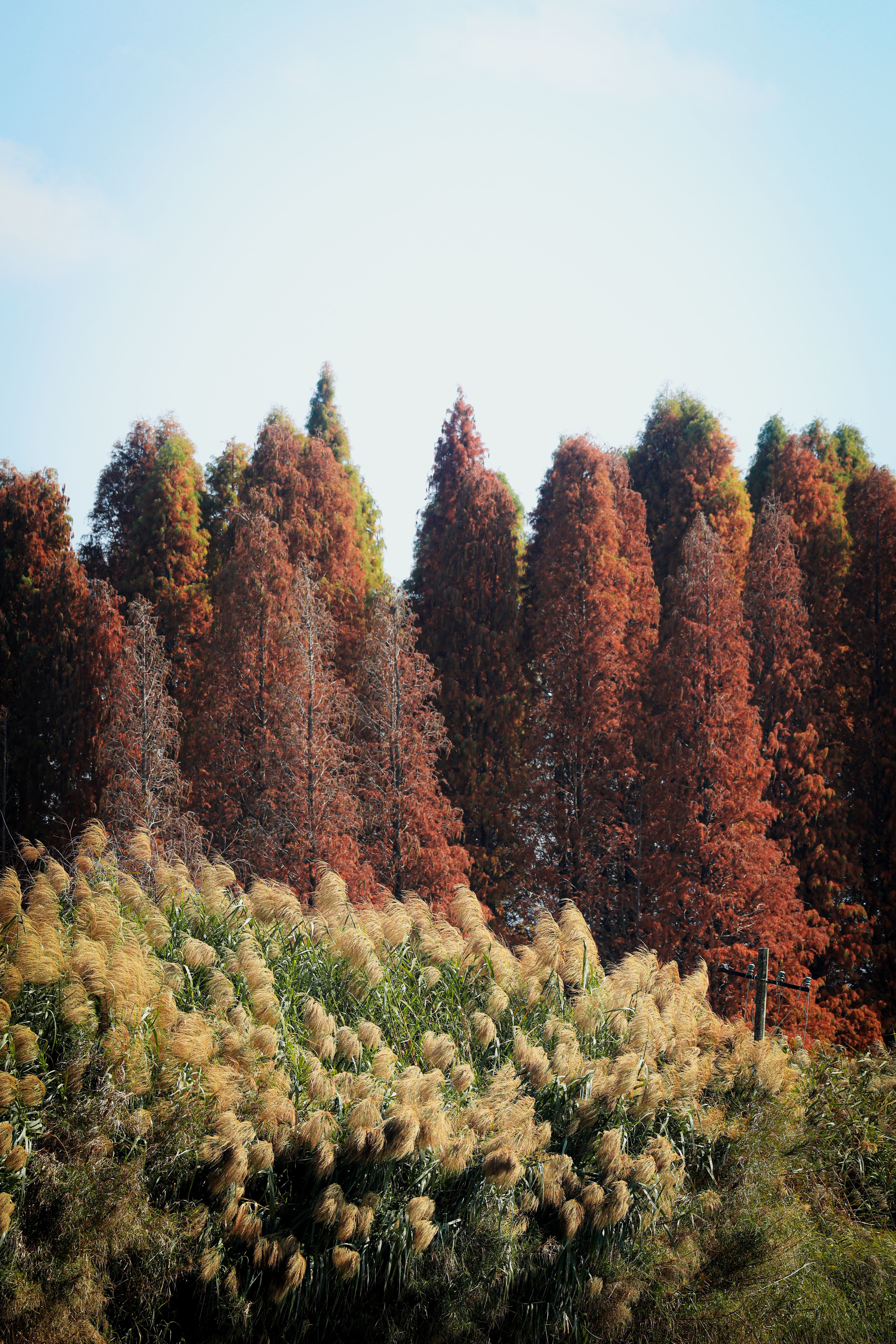 Autumn Trees and Grassy Field Landscape · Free Stock Photo