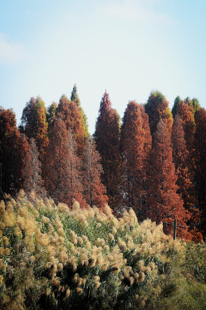 Tree Line Photos, Download The BEST Free Tree Line Stock Photos & HD Images