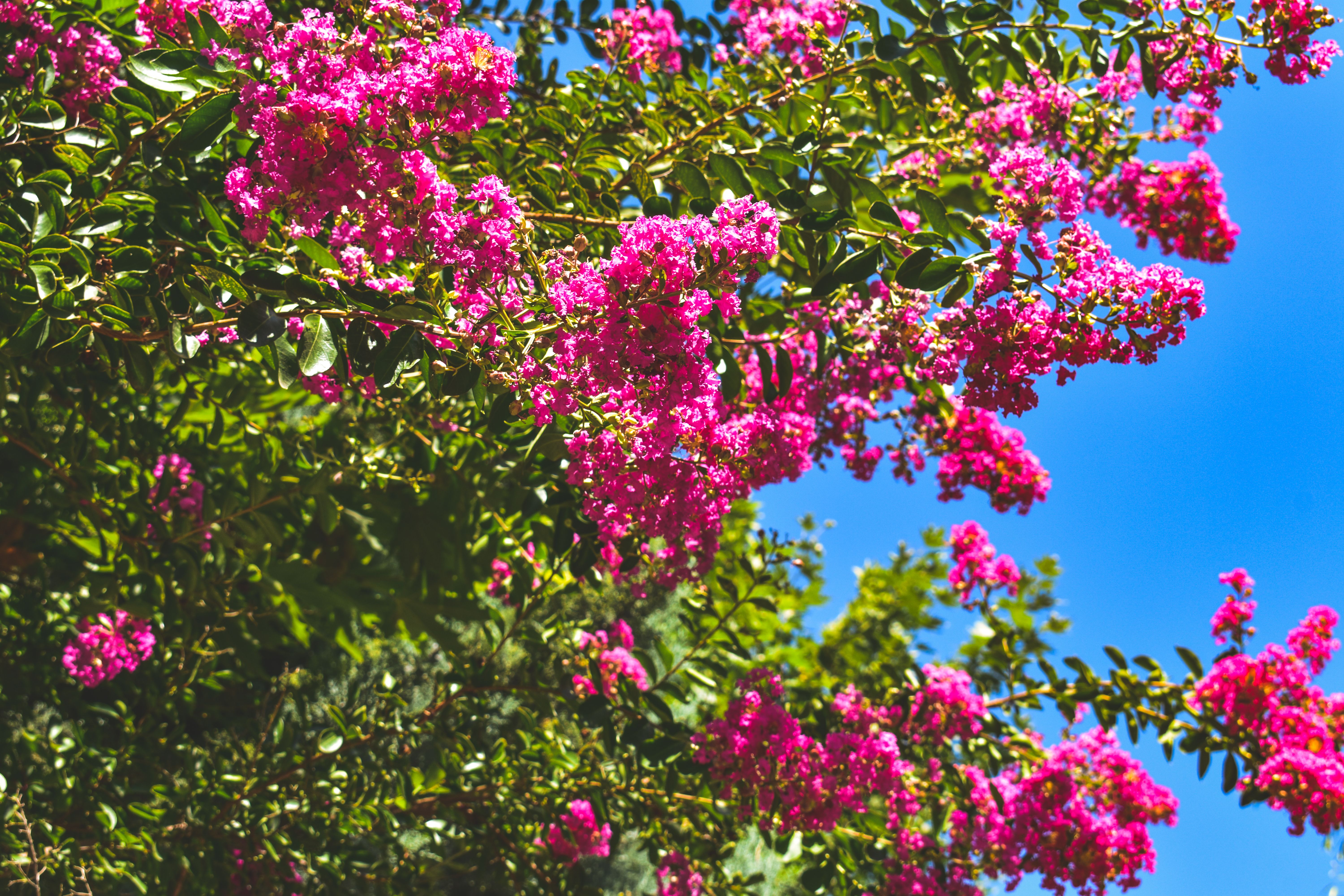 Vibrant Pink Crape Myrtle Blossoms in Summer Sun · Free Stock Photo
