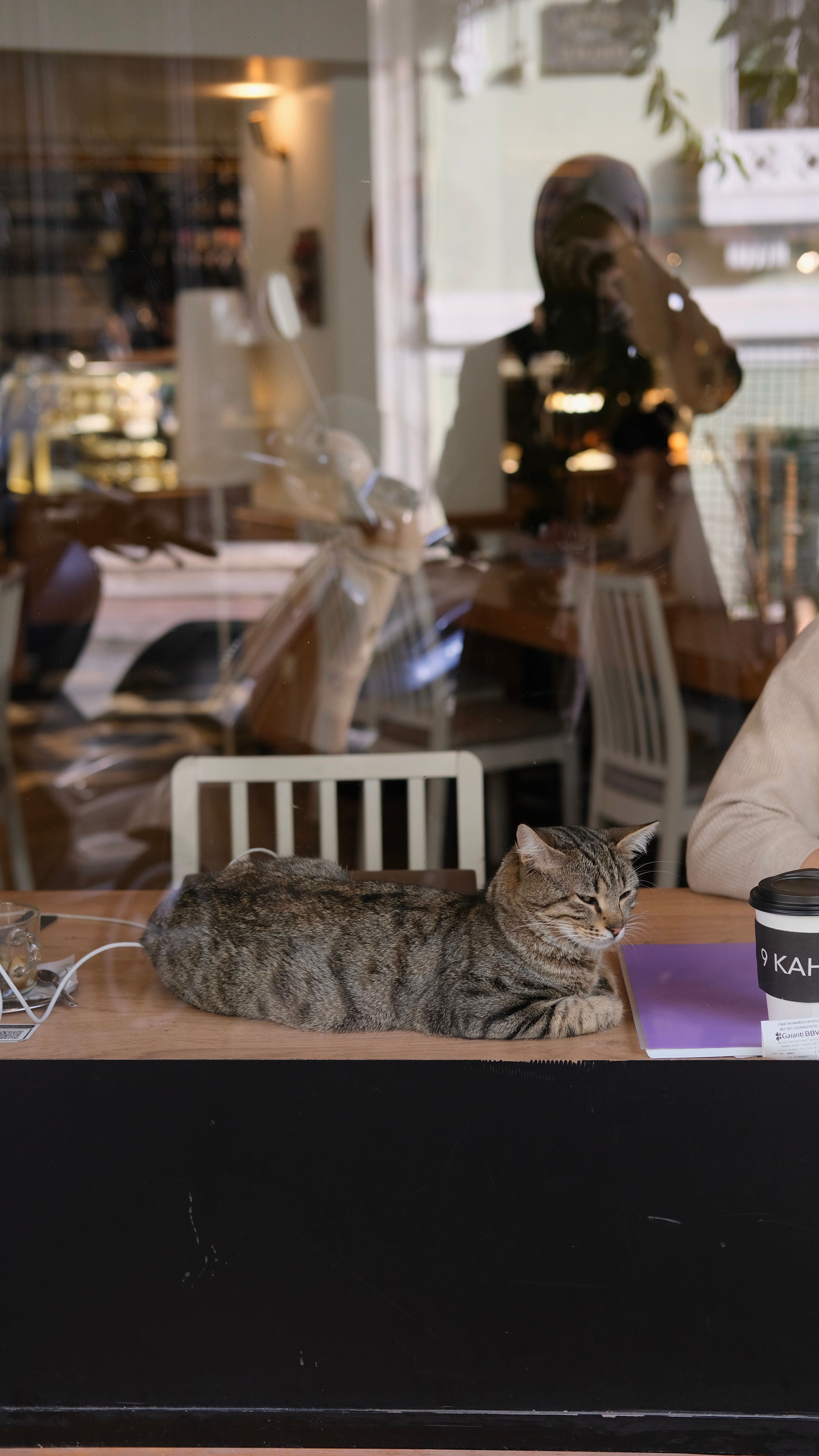 Cozy Cafe Scene with Relaxed Cat in Istanbul · Free Stock Photo