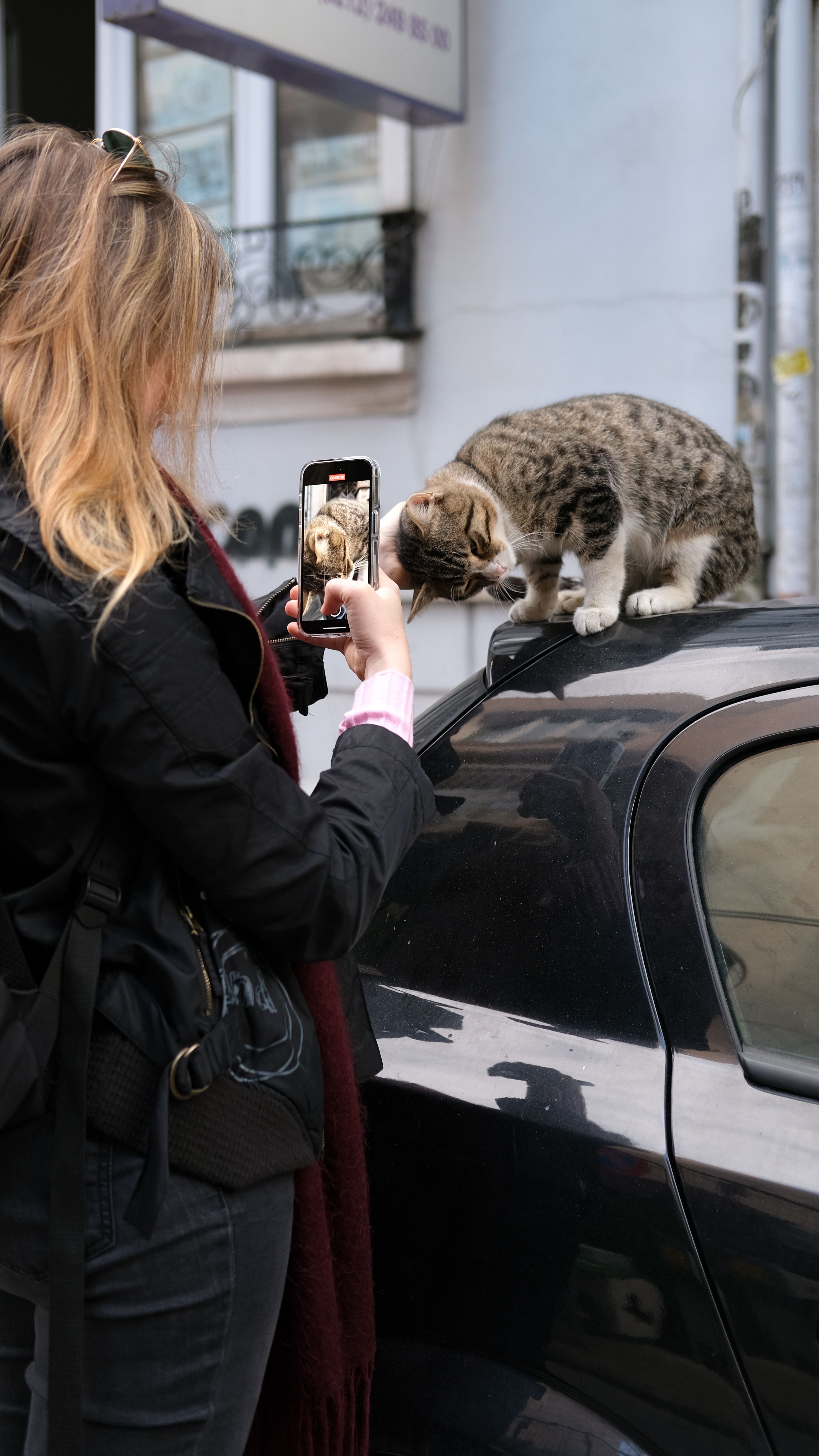 Woman photographing cat on car in Istanbul street · Free Stock Photo