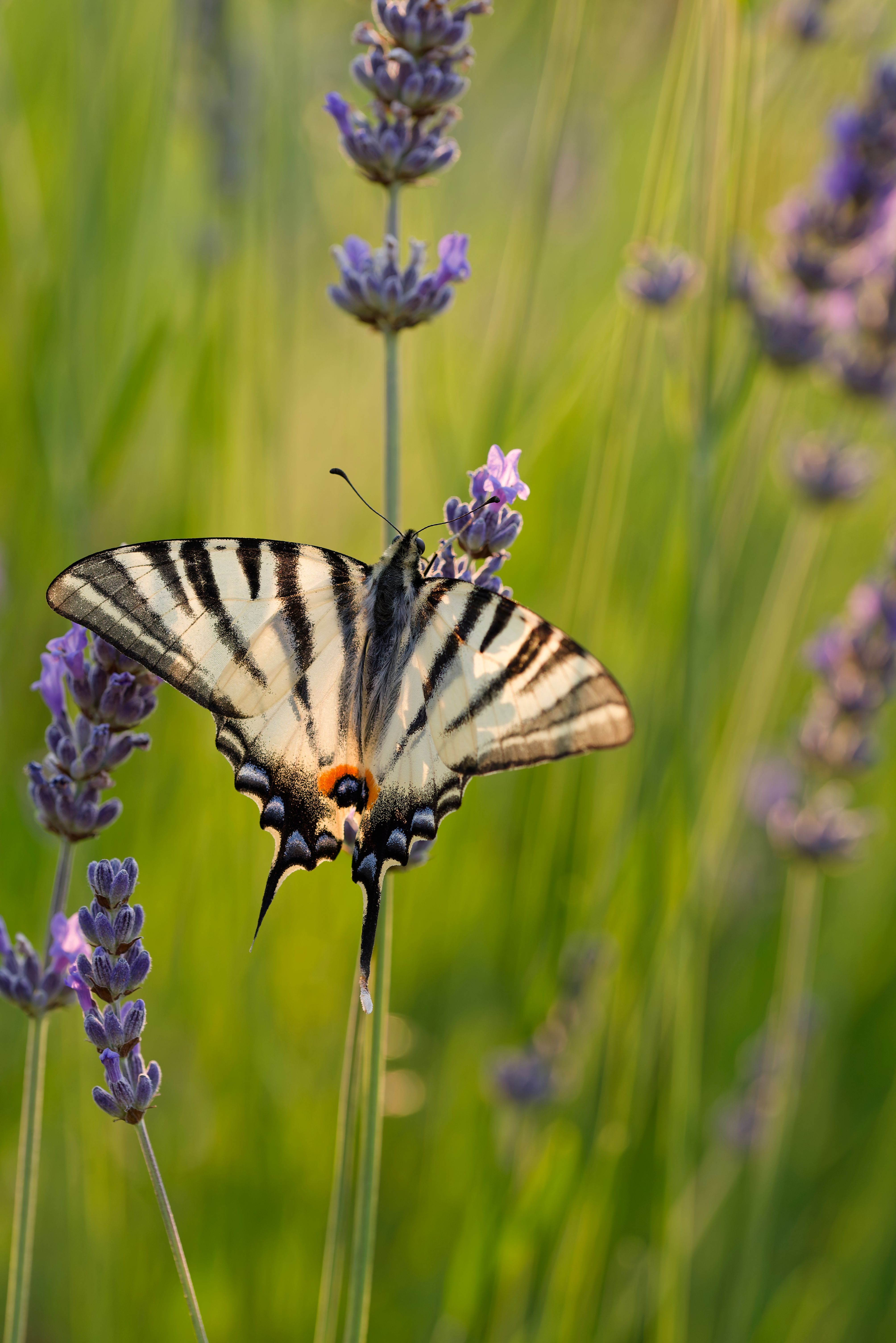 Butterfly Hatch Photos, Download The BEST Free Butterfly Hatch Stock ...