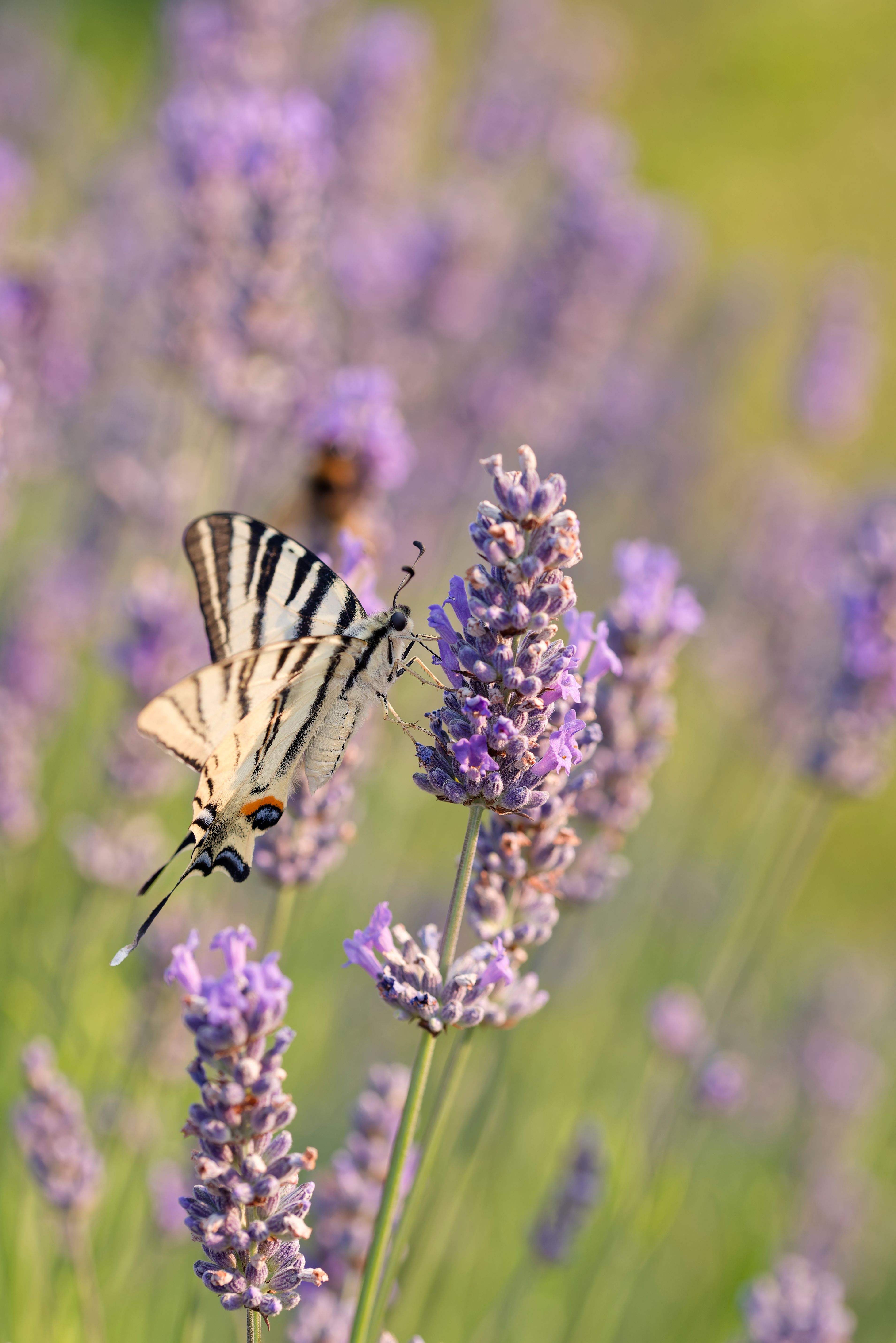Striped Butterfly Photos, Download The BEST Free Striped Butterfly ...