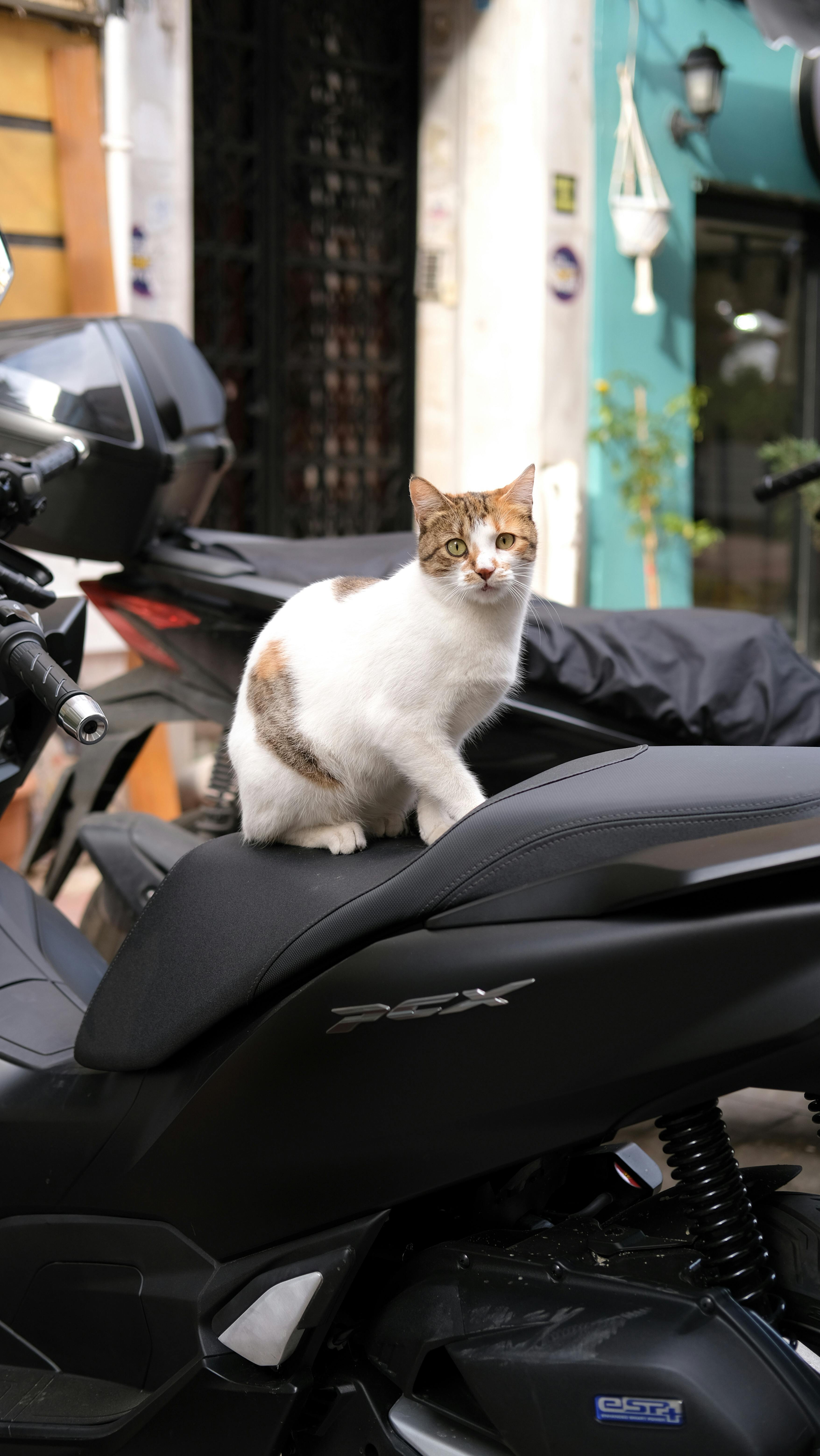 Cat On Motorbike Photos, Download The BEST Free Cat On Motorbike Stock ...