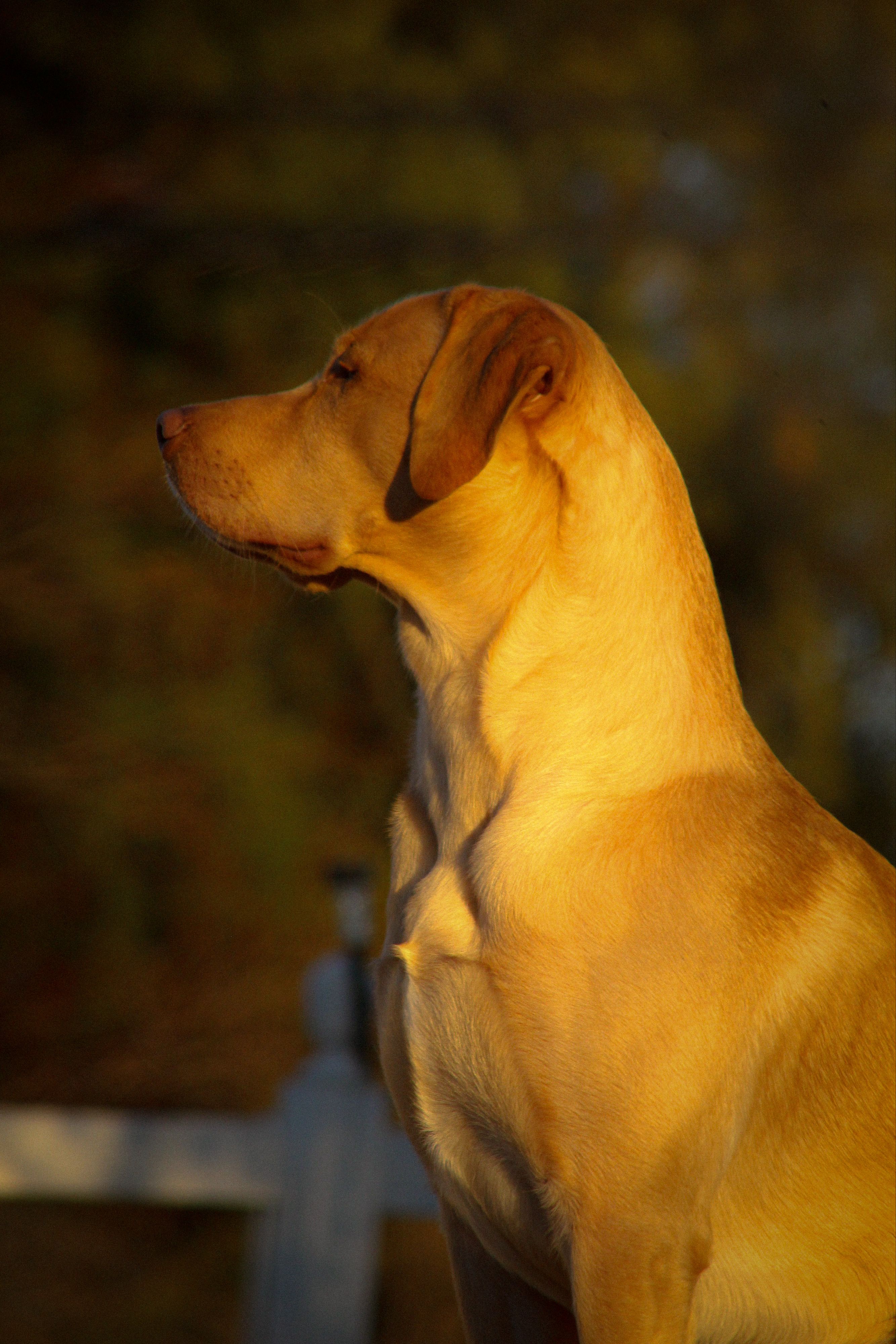 Golden Labrador Retriever in Warm Sunset Light · Free Stock Photo