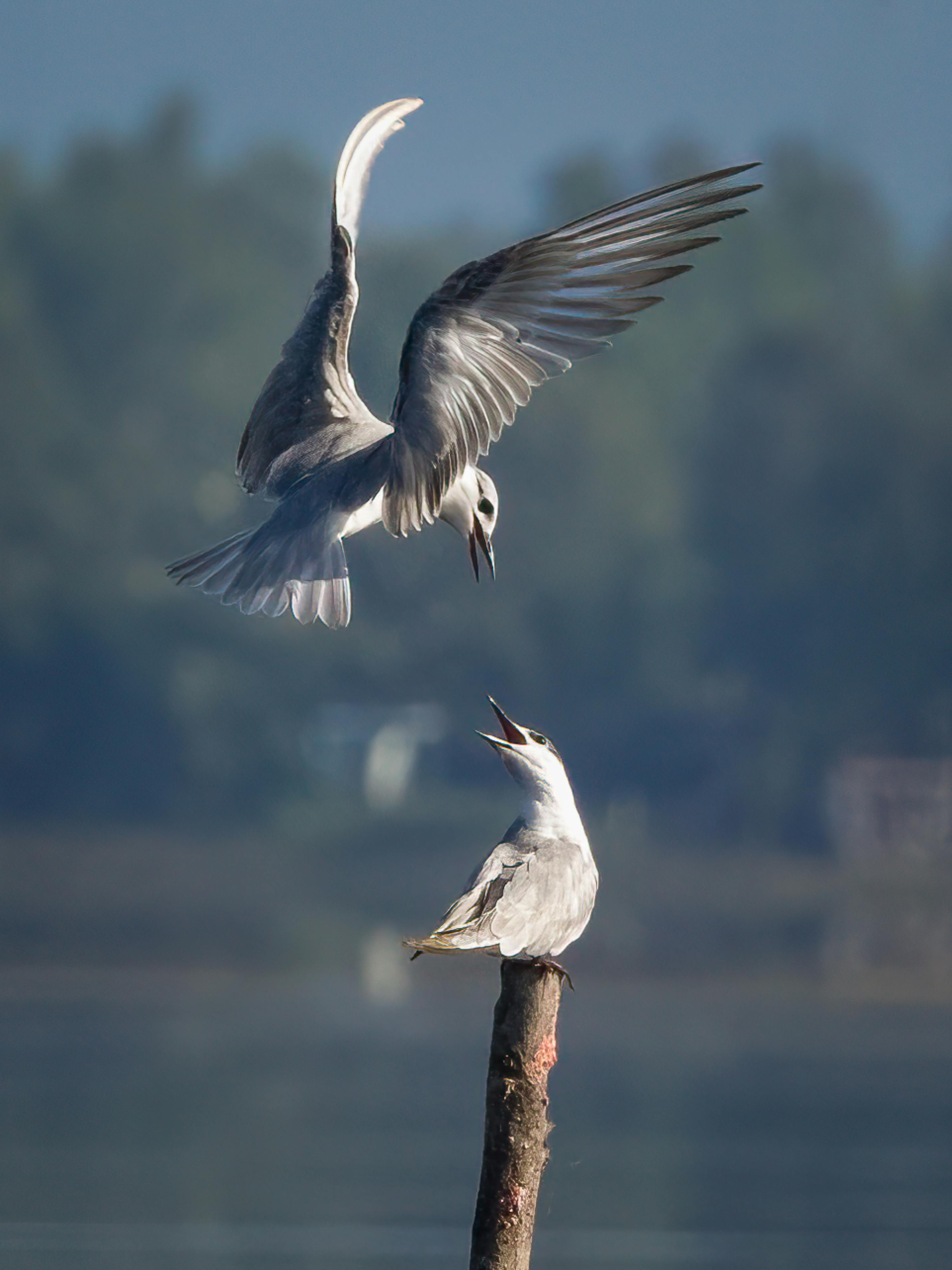 Flying Birds Overlay Video Photos, Download The BEST Free Flying Birds ...