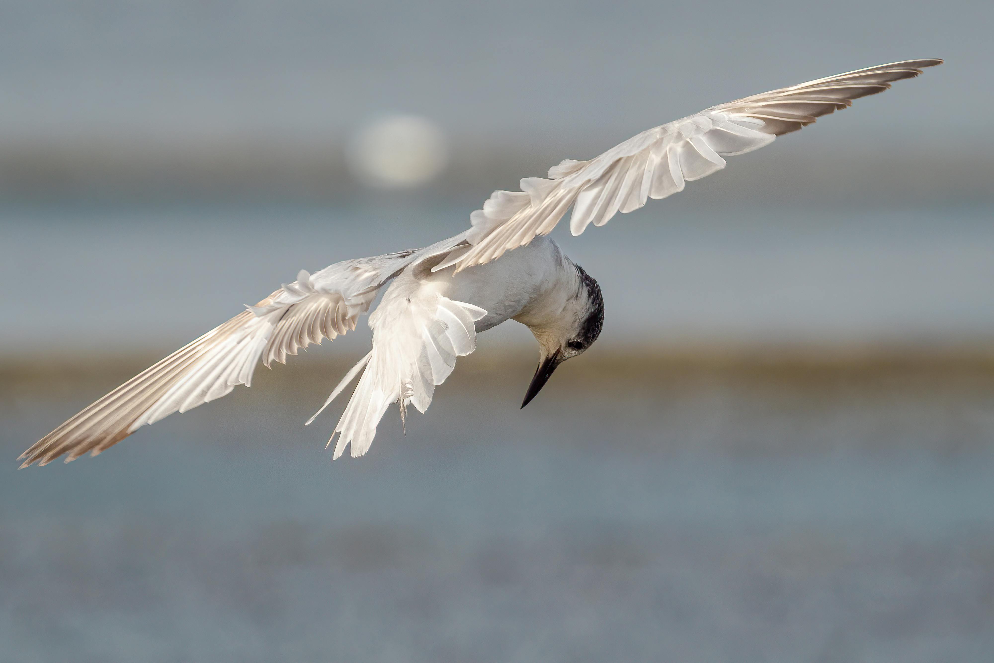Graceful Seagull in Flight Over Ocean Waters · Free Stock Photo