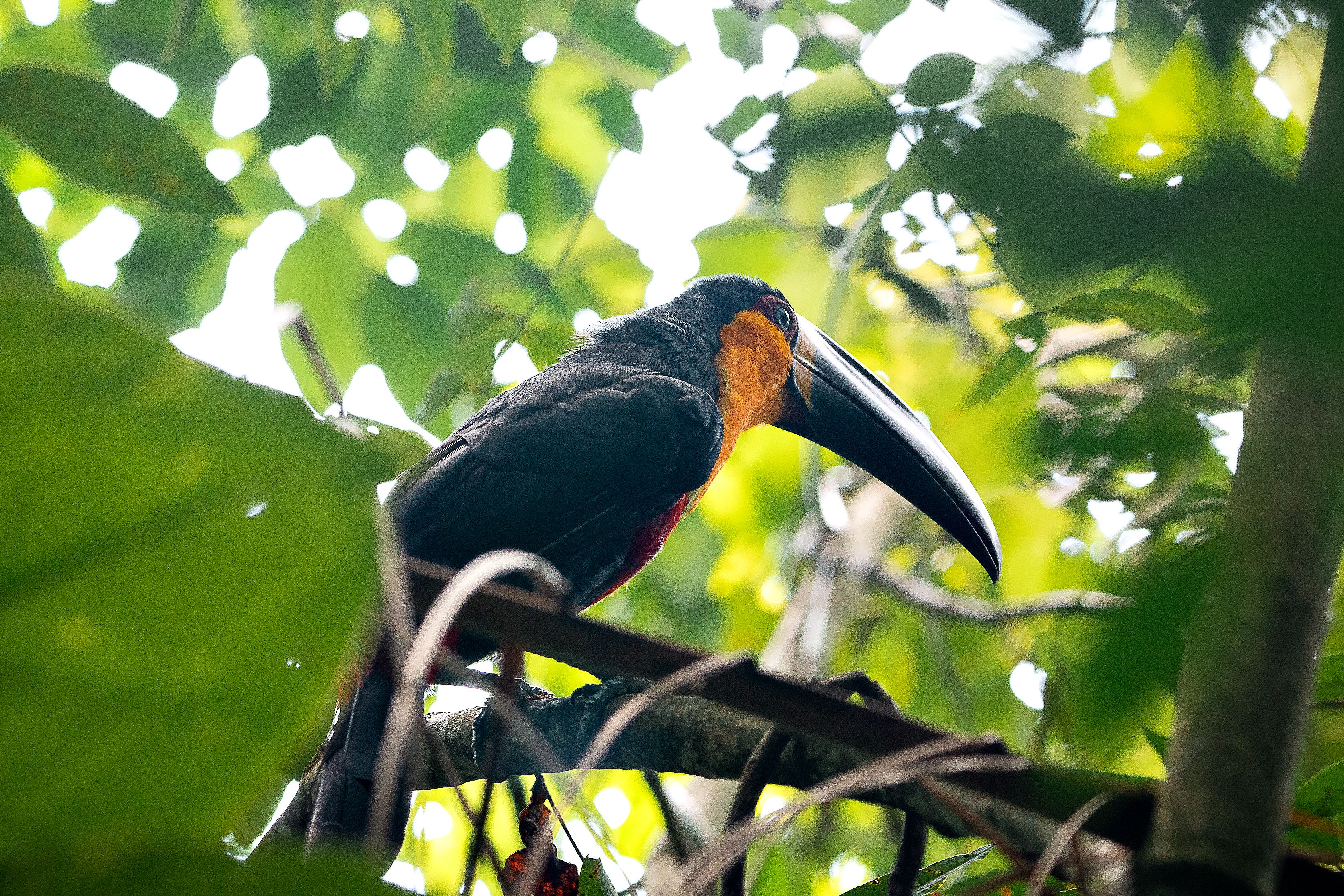 Tucán Colorido Posado En La Selva Tropical · Foto de stock gratuita