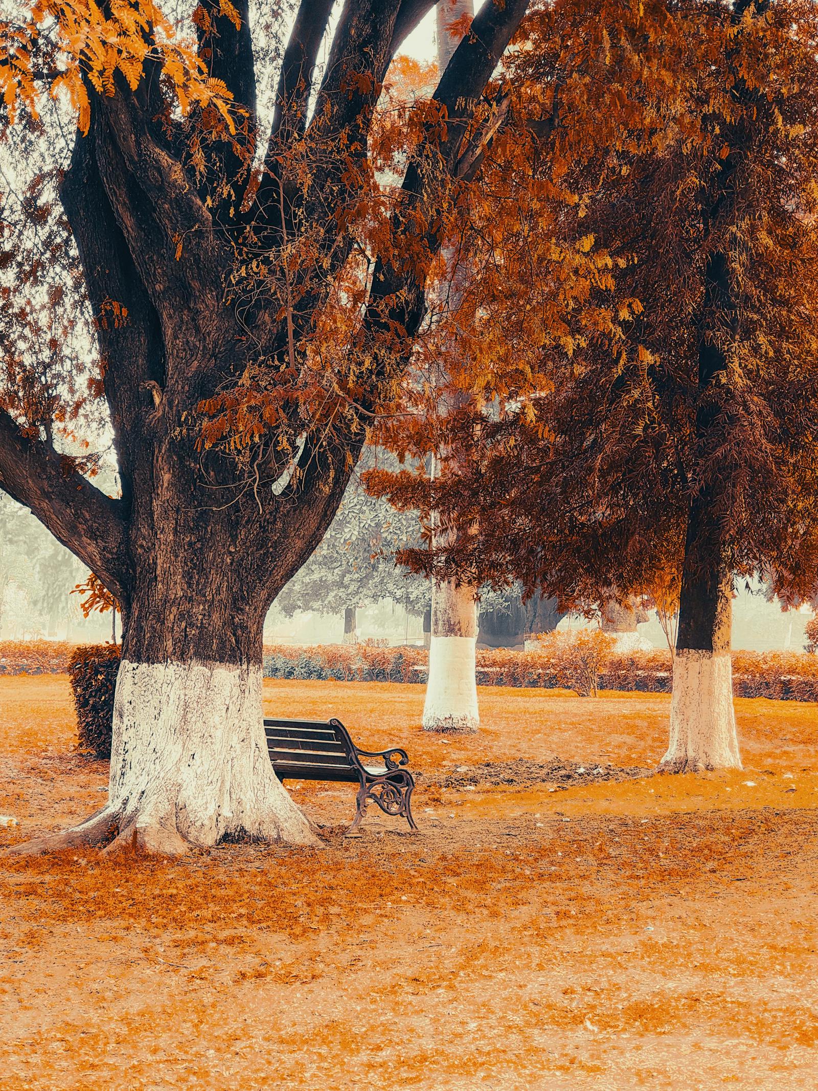 Autumn Tree Photos, Download The BEST Free Autumn Tree Stock Photos ...