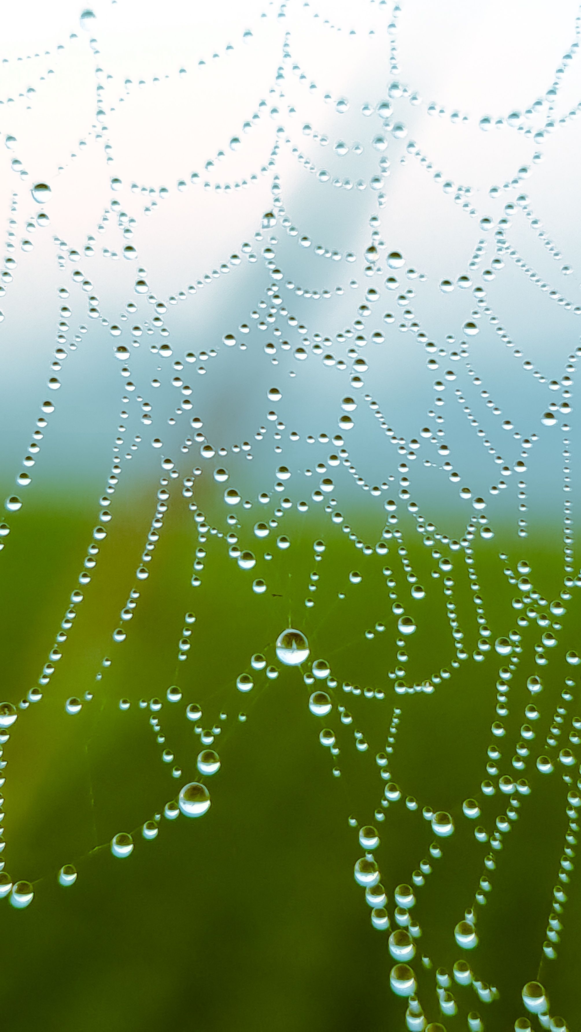 Dew-Drenched Spider Web on a Foggy Morning · Free Stock Photo