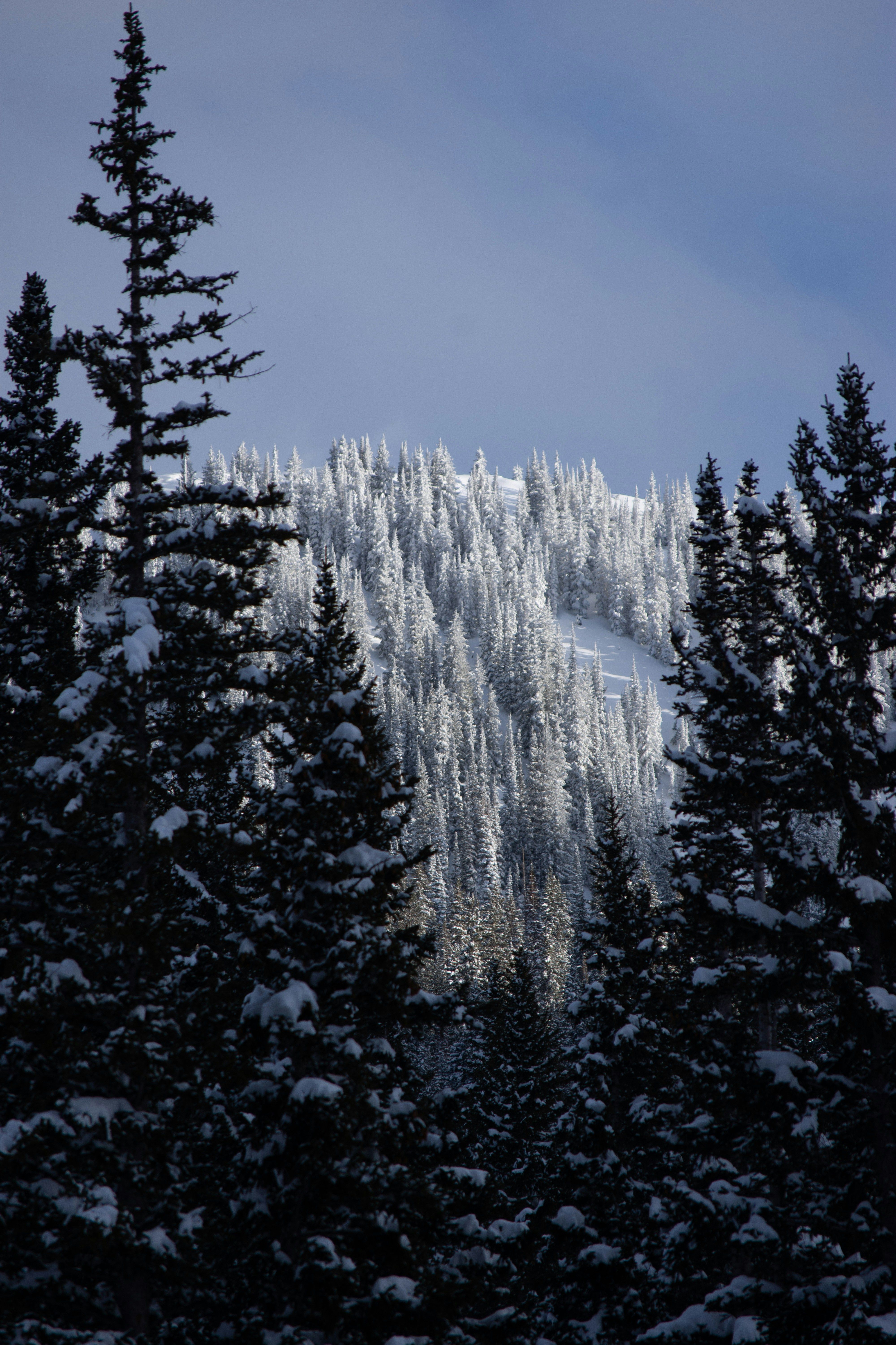Snowy Forest Landscape in Brighton, Utah · Free Stock Photo