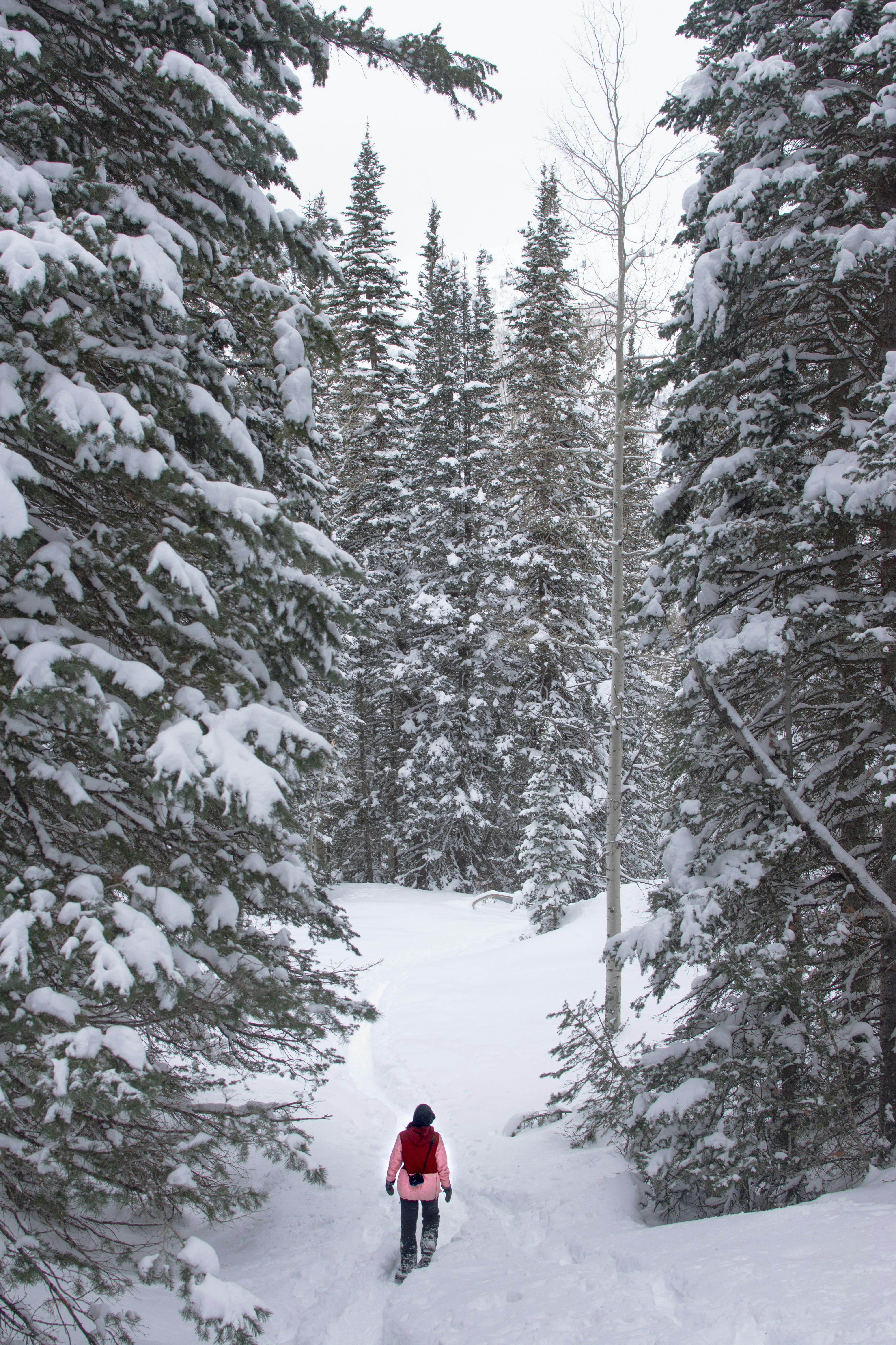Winter Hiking in Snowy Forest at Brighton, Utah · Free Stock Photo