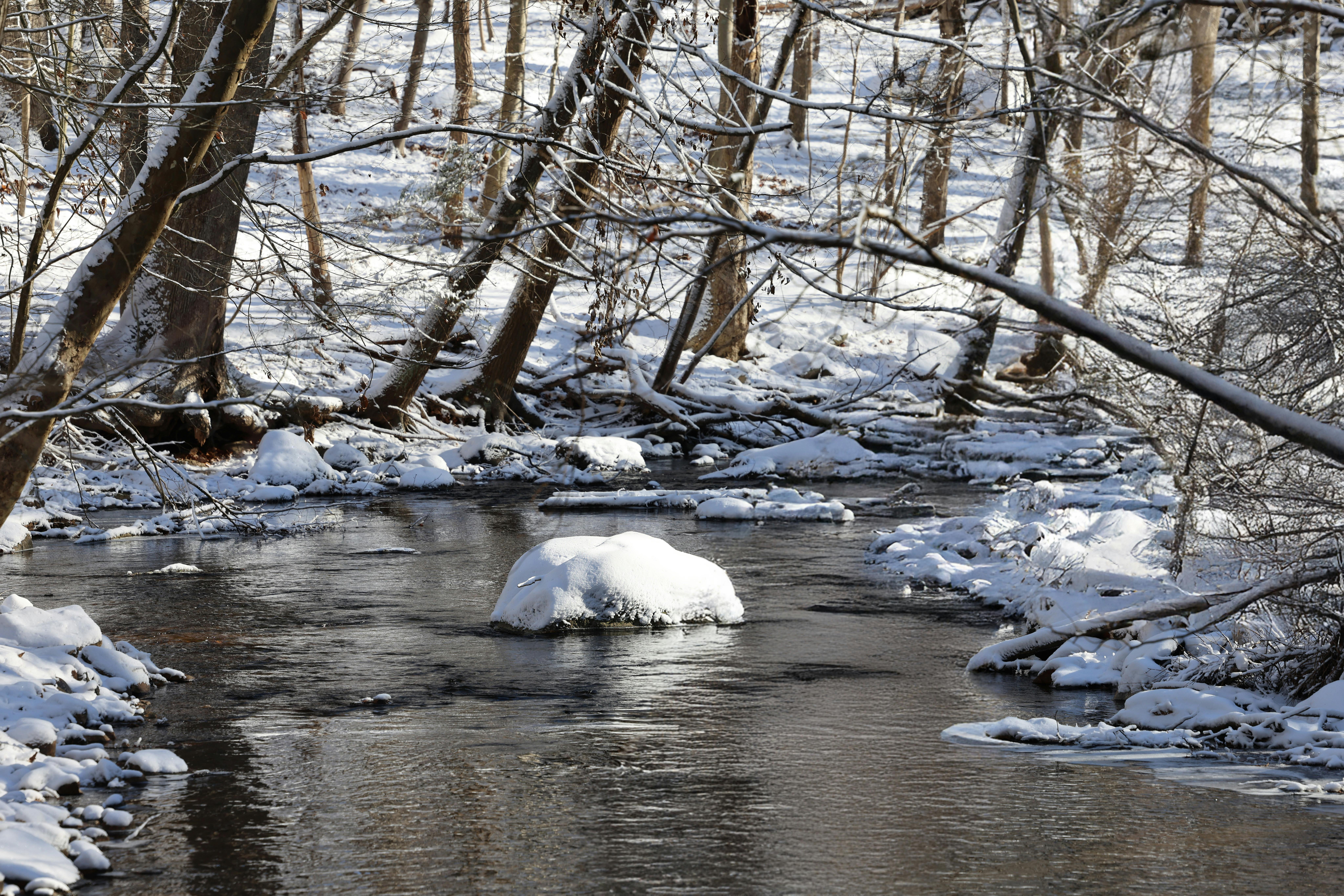 Winter Wonderland at Mianus River State Park · Free Stock Photo