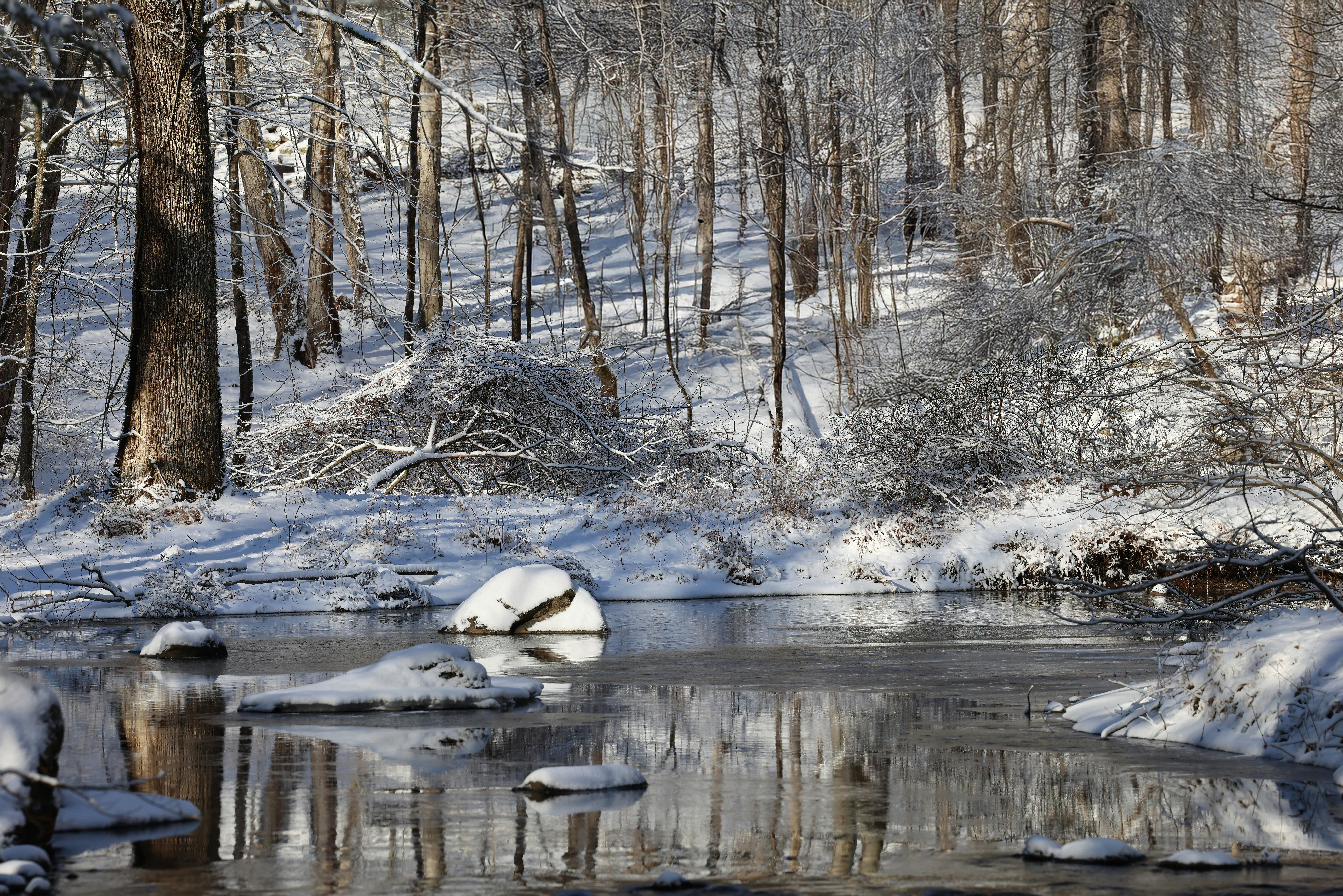 Winter Morning at Mianus River State Park · Free Stock Photo