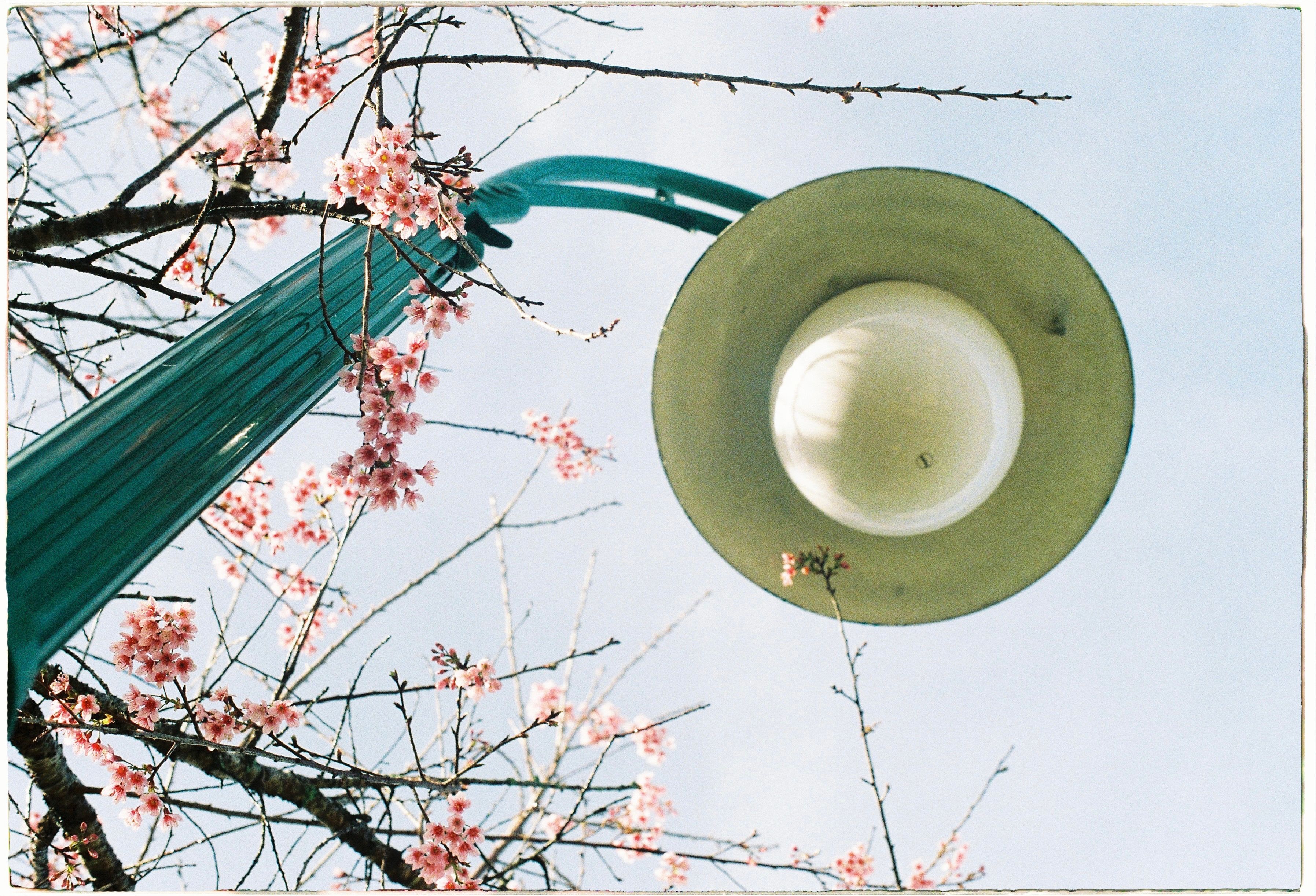 Artistic Street Lamp with Cherry Blossoms · Free Stock Photo