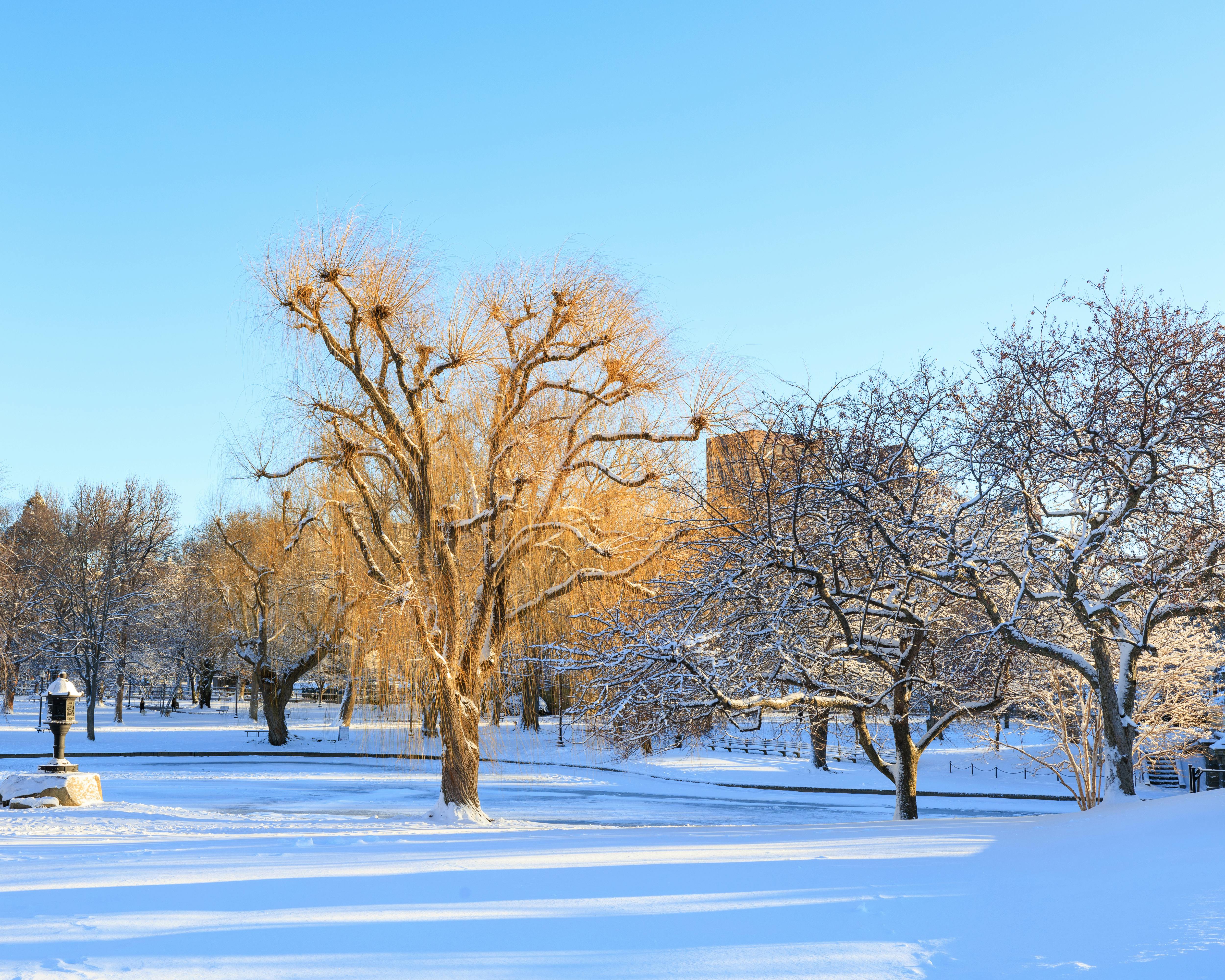 Snowy Park Scene in Boston's Winter Morning · Free Stock Photo