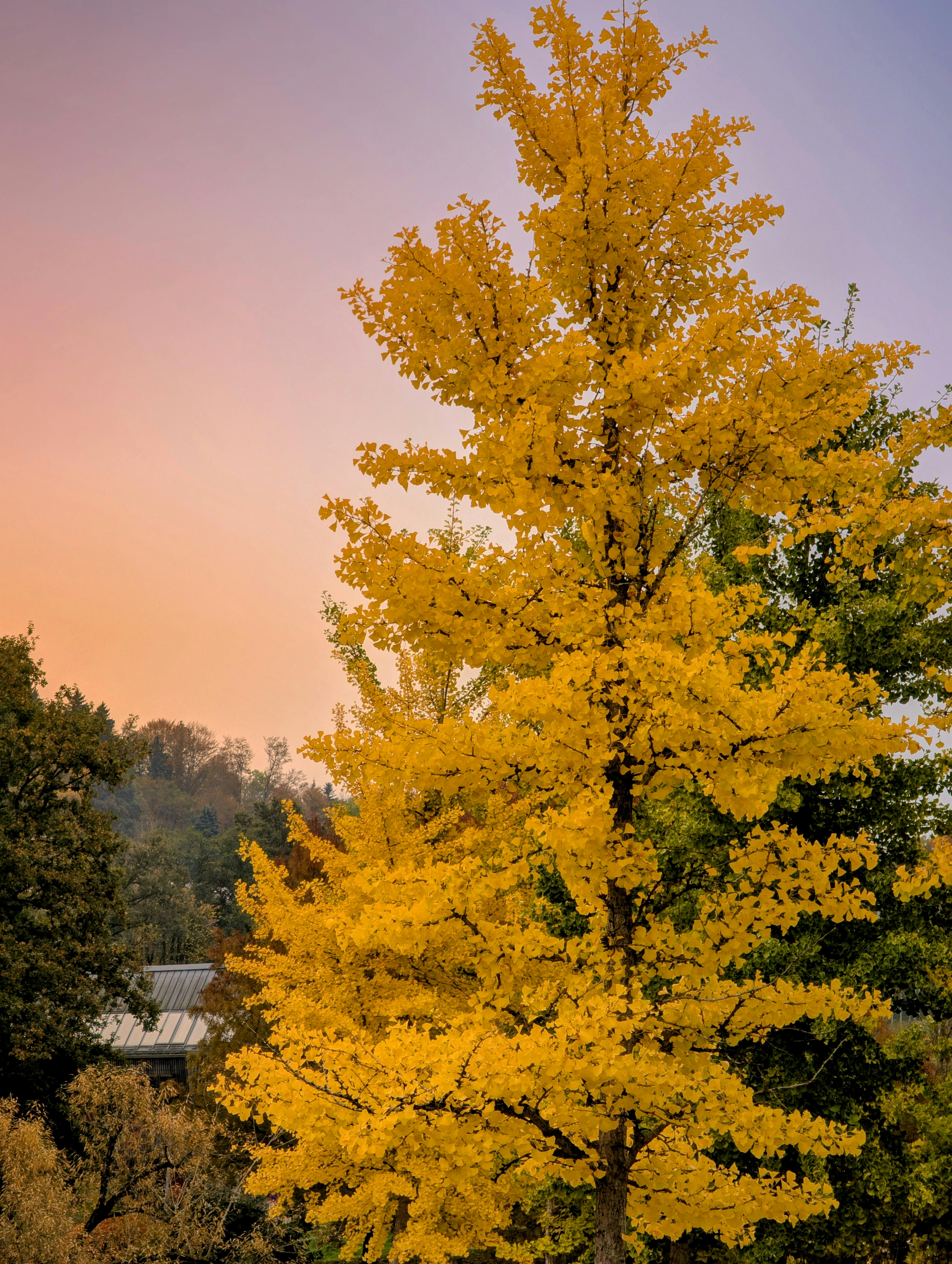 Golden Ginkgo Tree at Sunset in Bavaria · Free Stock Photo