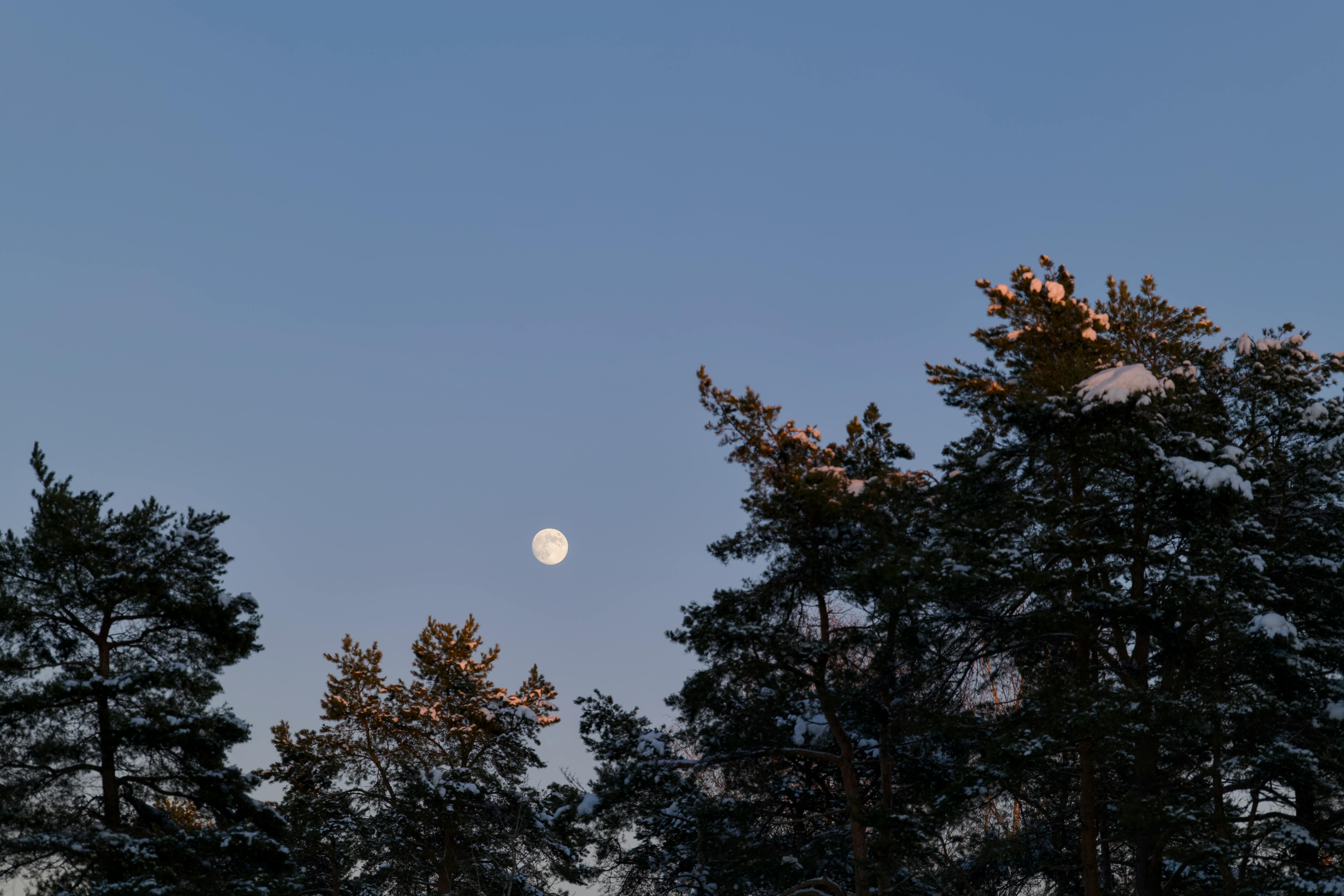 Moonlit Evening Over Snow-Capped Trees · Free Stock Photo