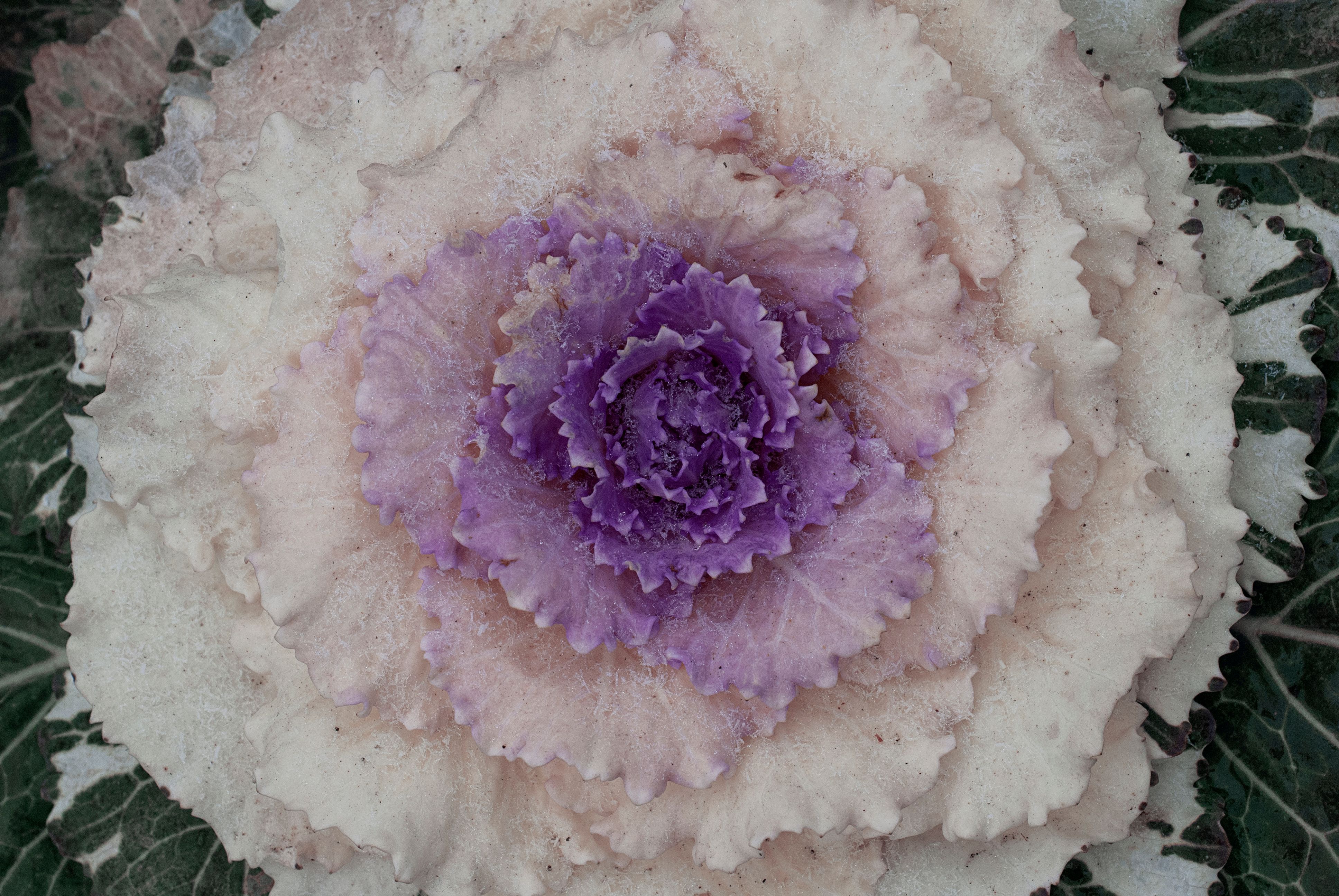 Close-up of a Vibrant Ornamental Cabbage Flower · Free Stock Photo