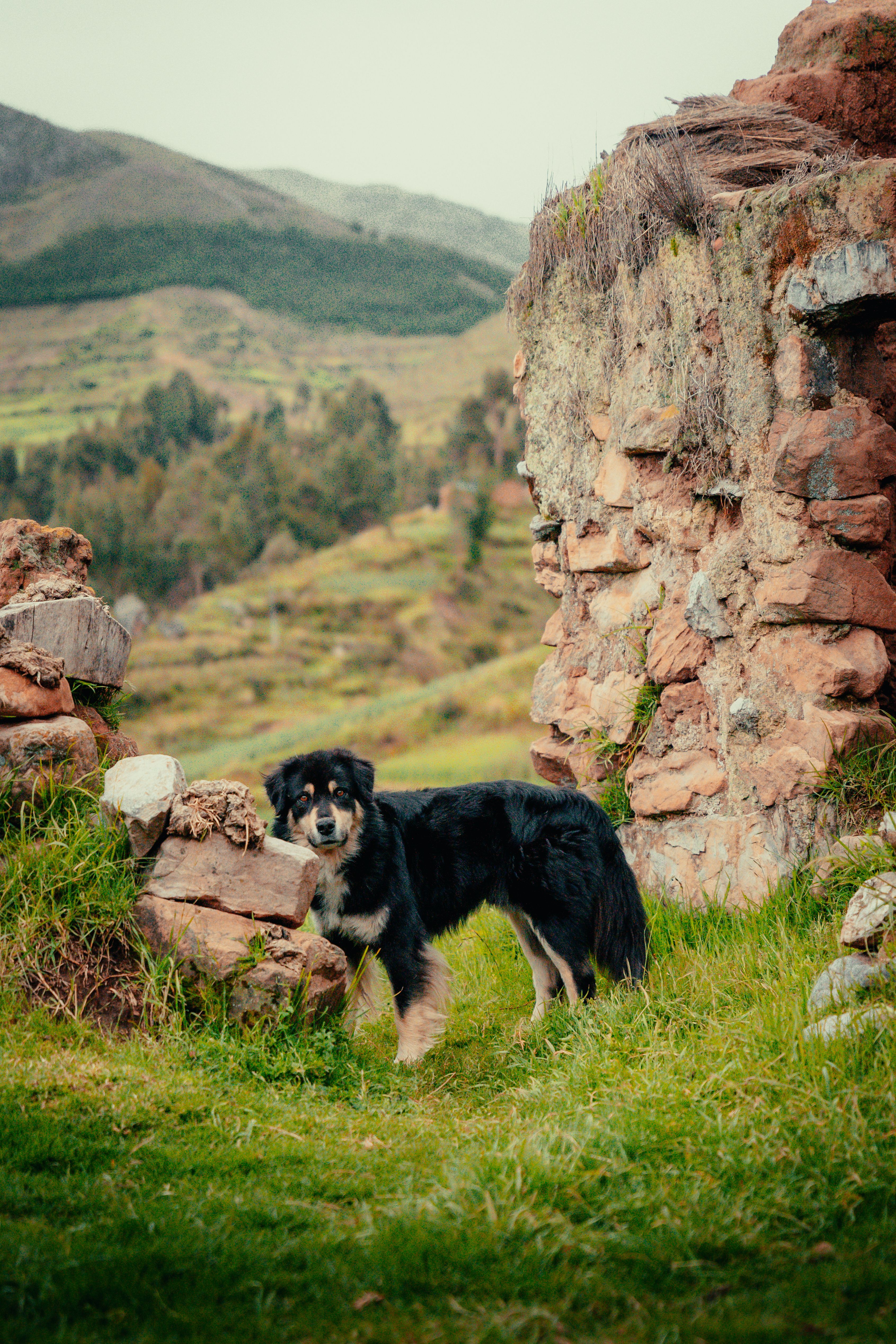 Shepherd Dog Among Ancient Ruins in Cusco · Free Stock Photo