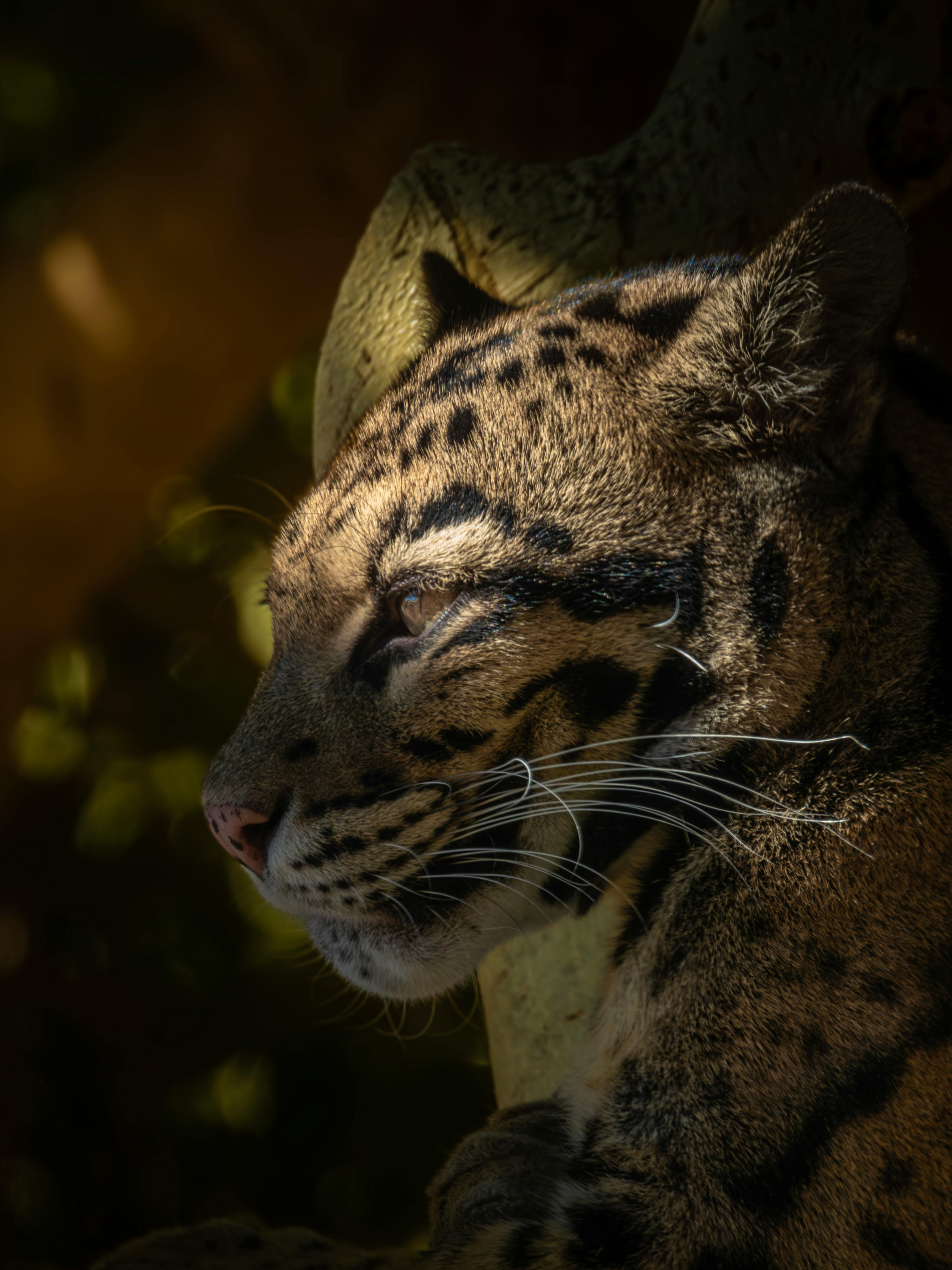 Close-up Portrait of a Clouded Leopard · Free Stock Photo