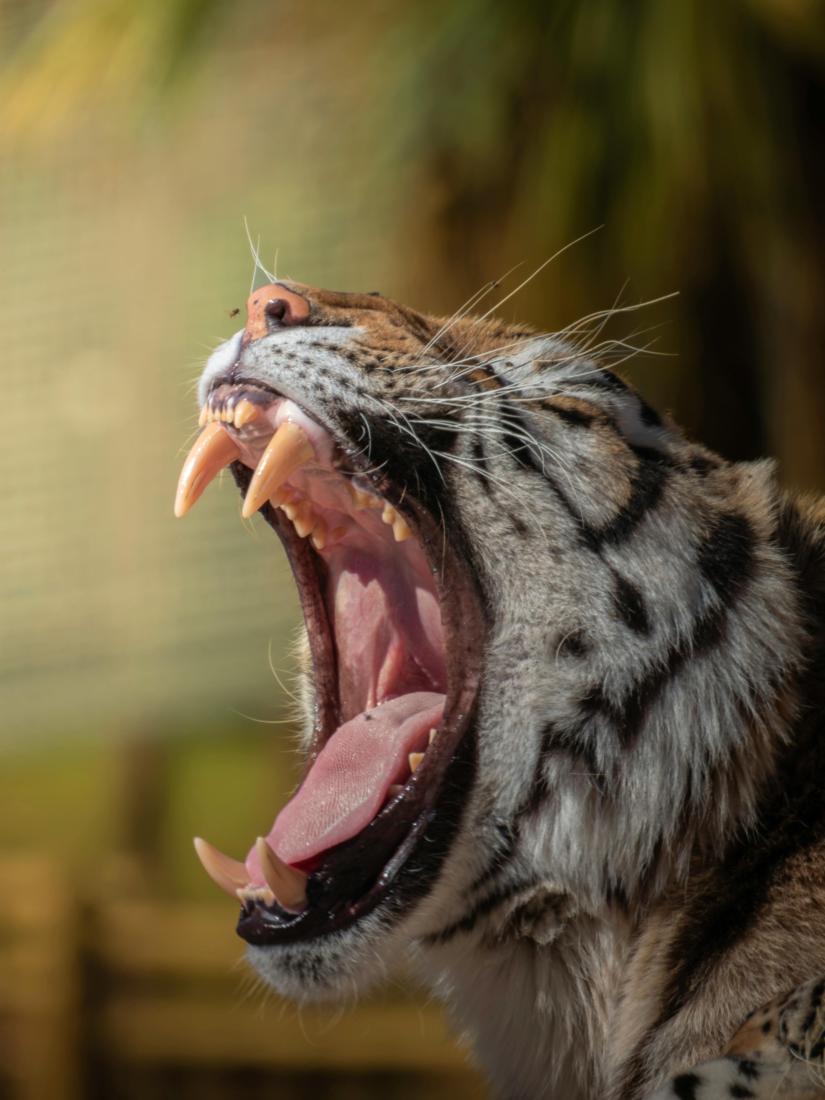 Adult Tiger · Free Stock Photo