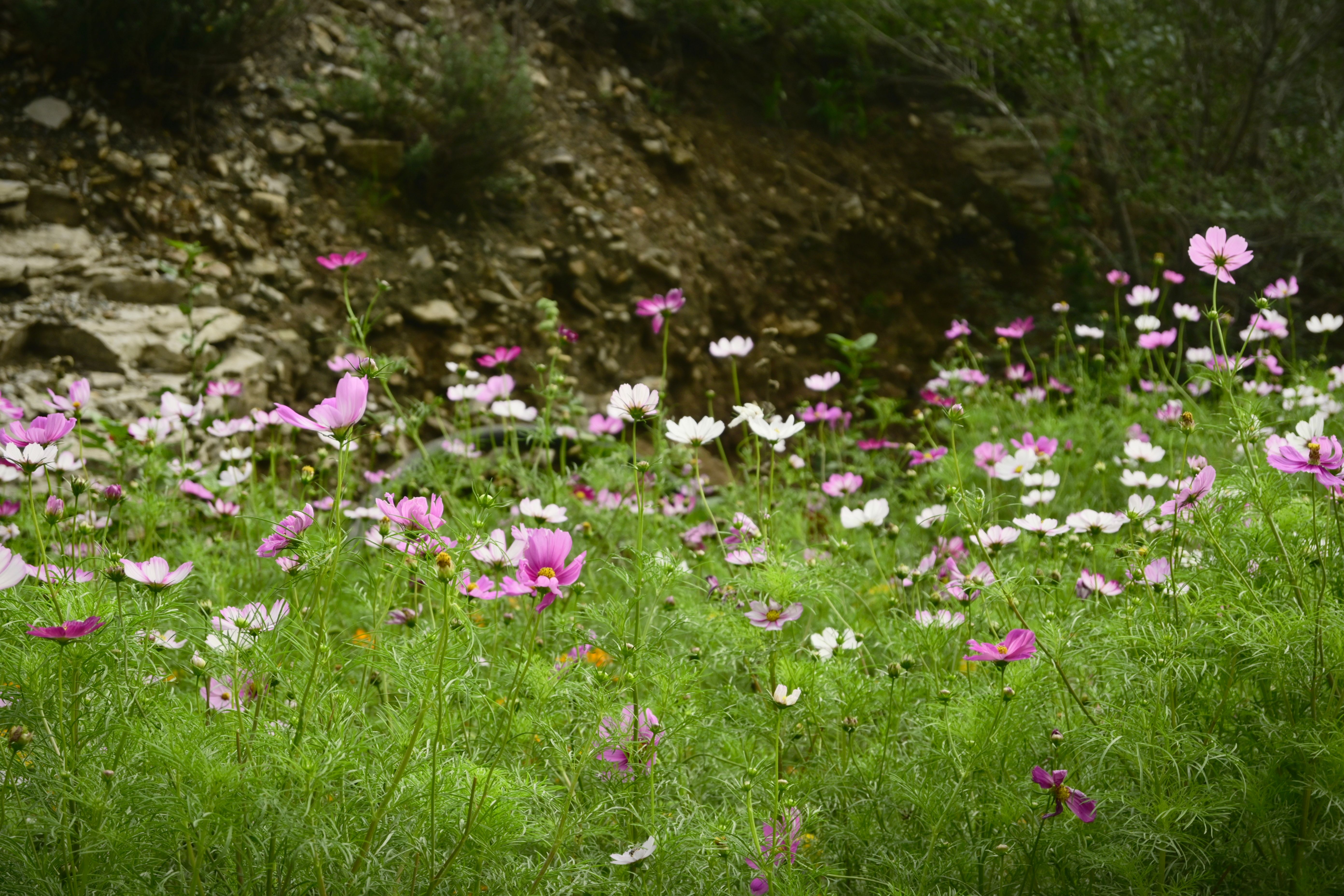 Lush Wildflower Meadow in Full Bloom · Free Stock Photo