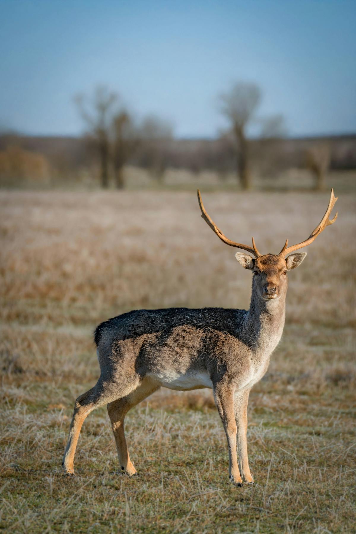 Deer Hunting Images Photos, Download The BEST Free Deer Hunting Images ...