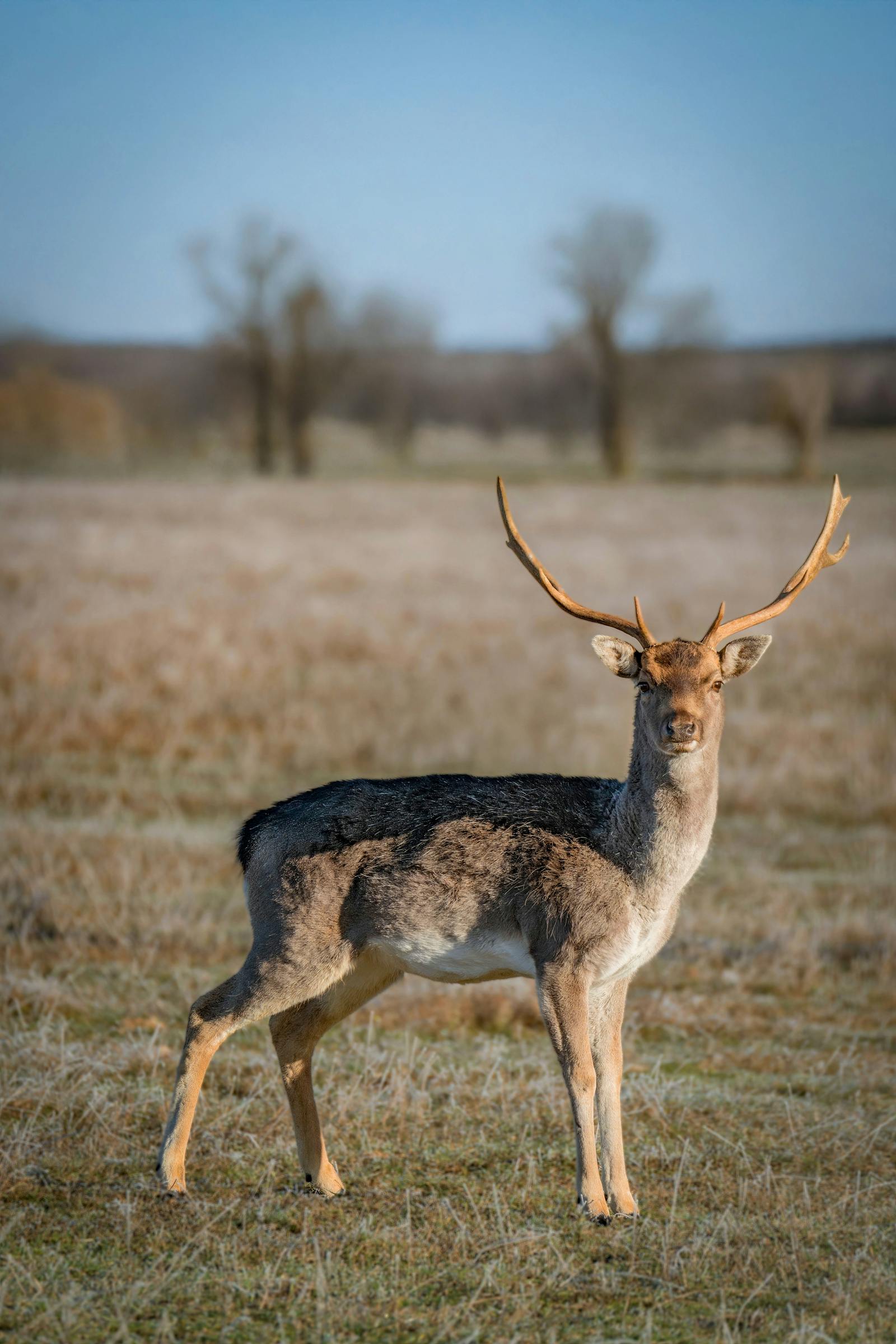 Deer Hunting Images Photos, Download The BEST Free Deer Hunting Images ...