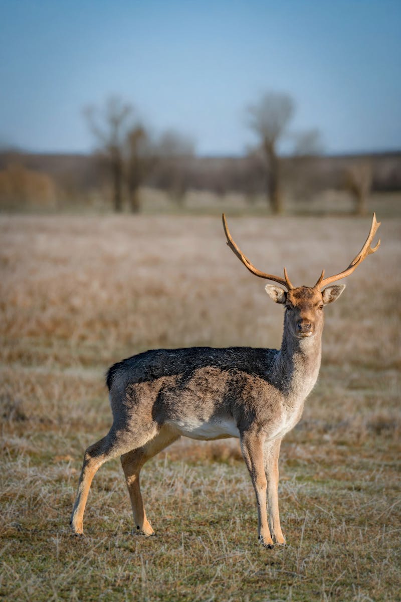 Deer Hunting Images Photos, Download The BEST Free Deer Hunting Images ...
