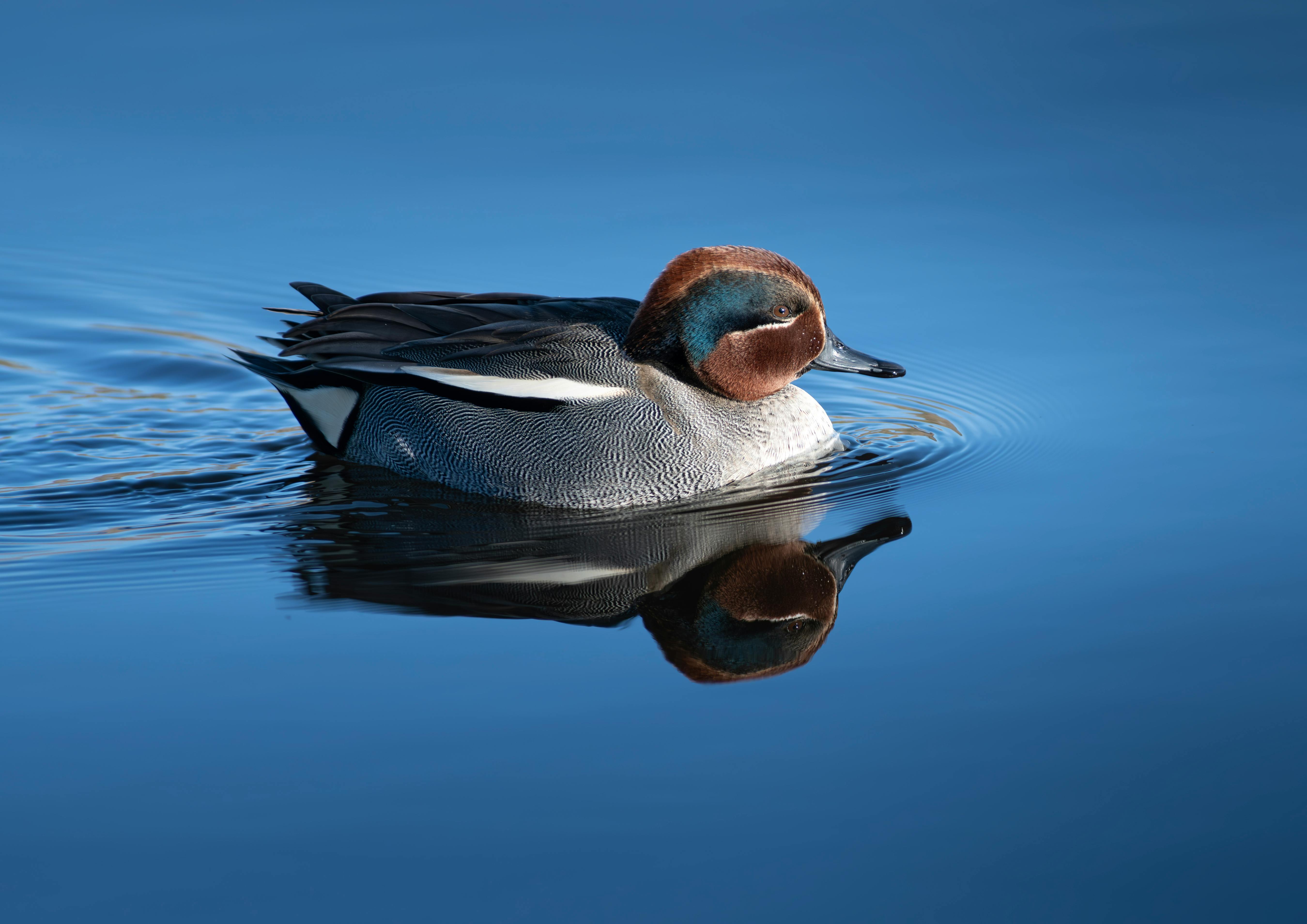 Animated Images Photos, Download The BEST Free Animated Images Stock ...