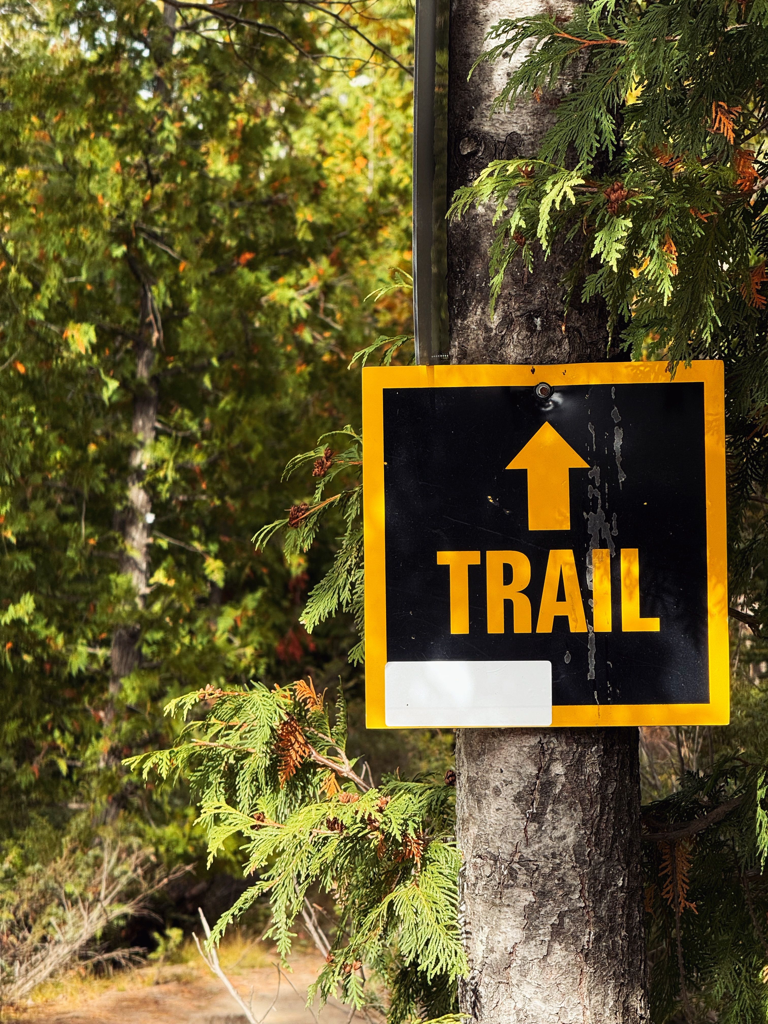 Forest Hiking Trail Sign in Nature · Free Stock Photo