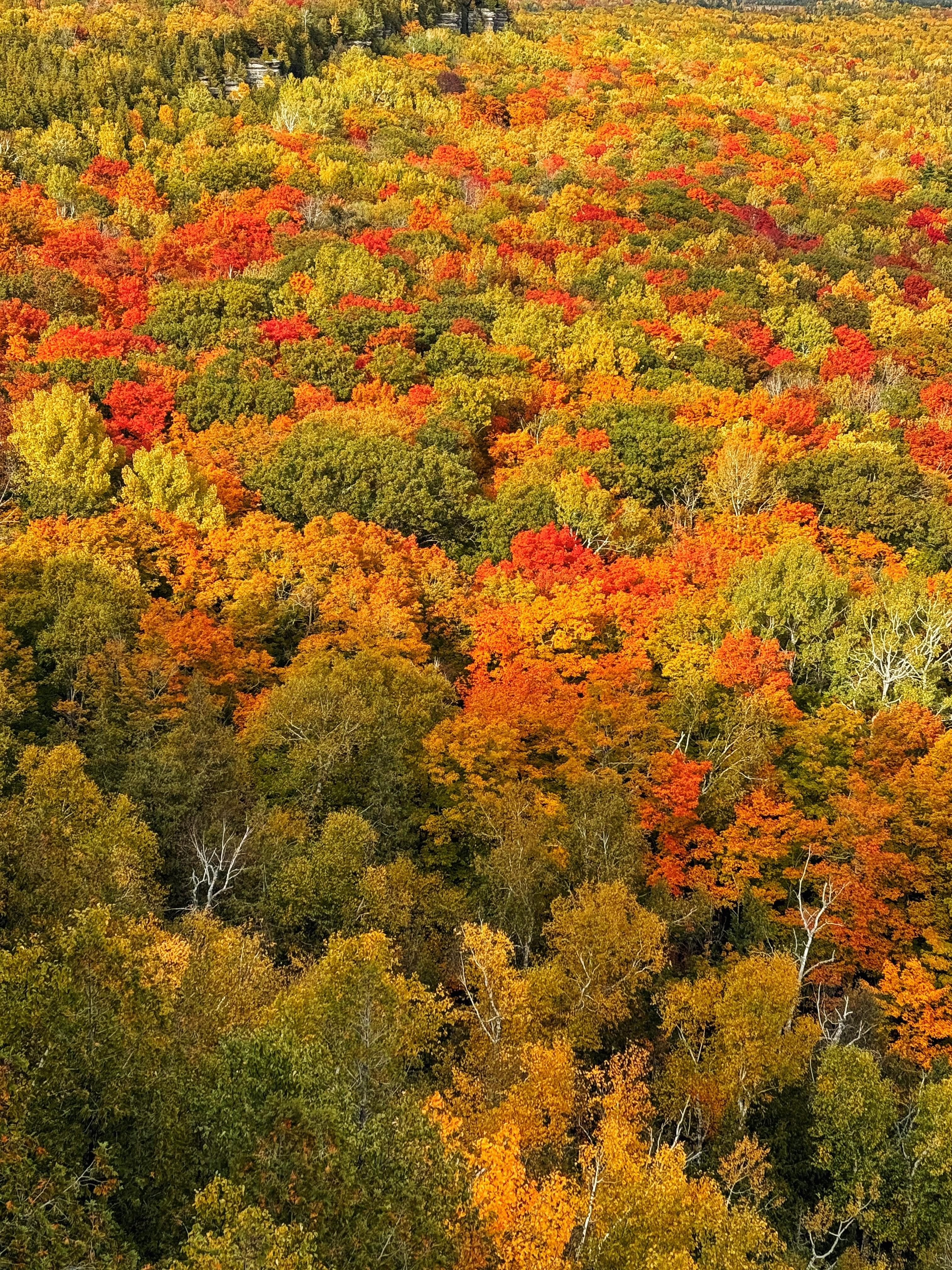Aerial View of Vibrant Autumn Forest in Ontario, Canada · Free Stock Photo
