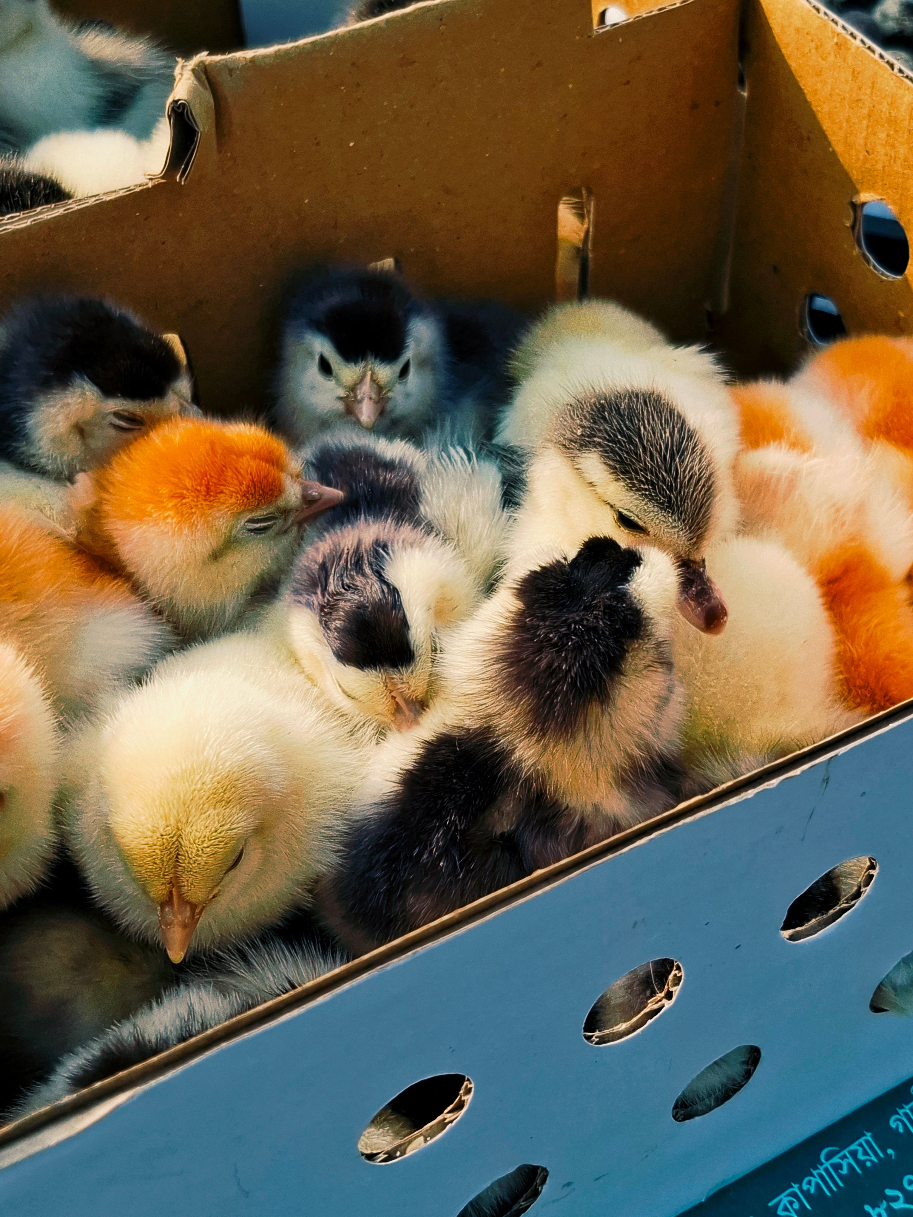 Vibrant Box of Baby Chicks in Cardboard Box · Free Stock Photo