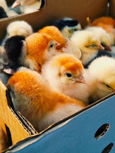 Baby Chicks Photos, Download The BEST Free Baby Chicks Stock Photos ...