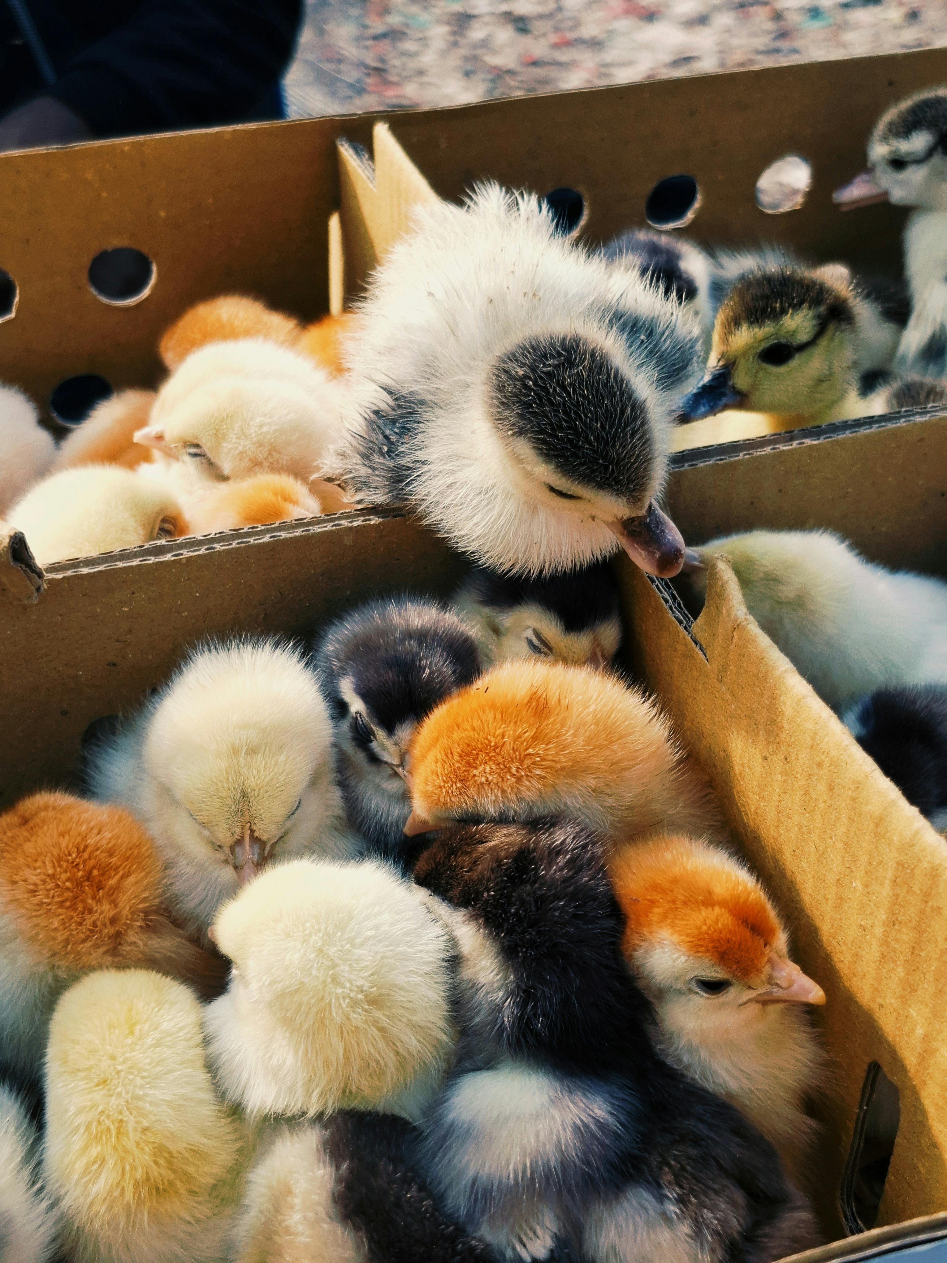 Adorables Pollitos Peludos En Una Caja De Cartón · Foto de stock gratuita