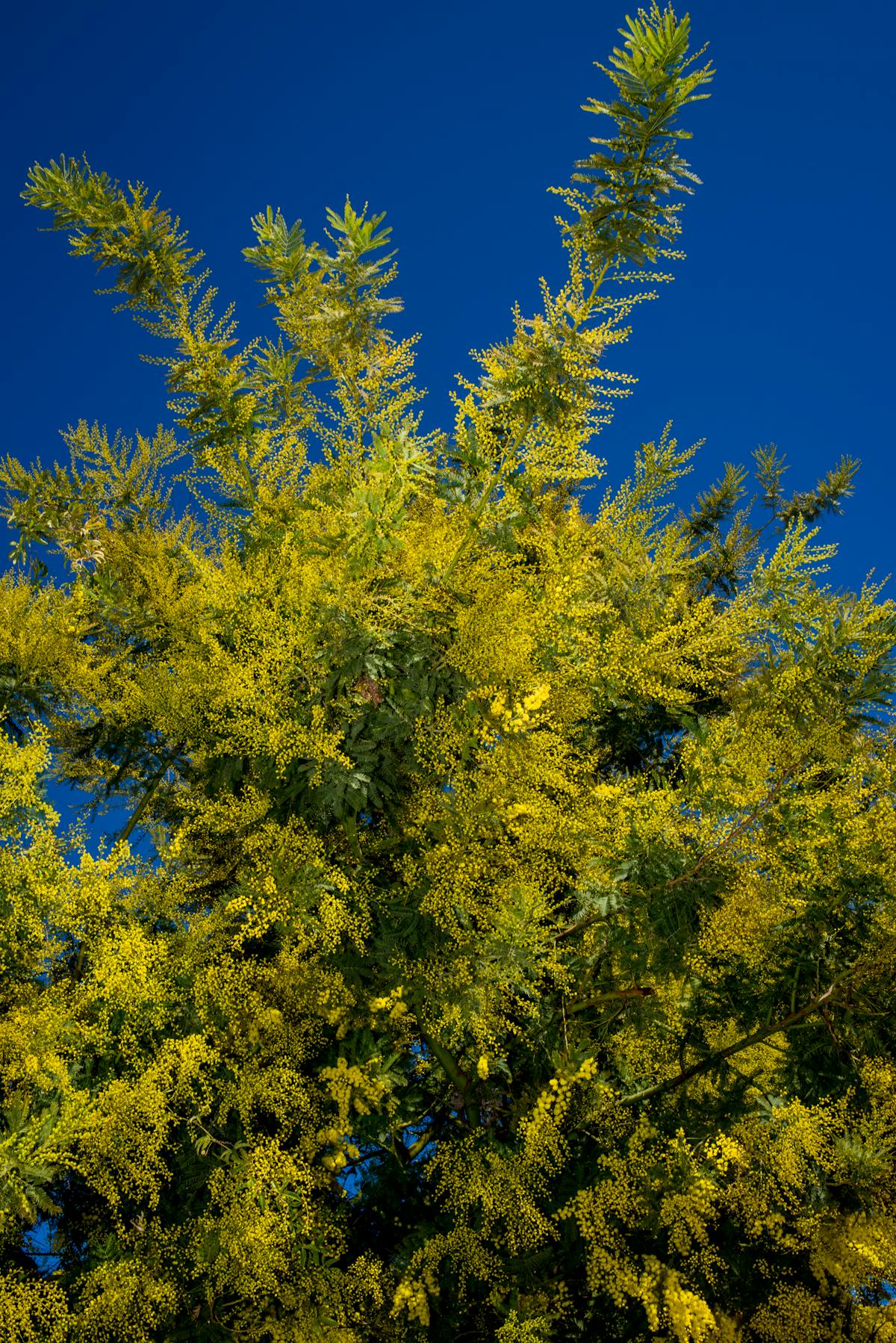 Acacia Tree Photos, Download The BEST Free Acacia Tree Stock Photos ...