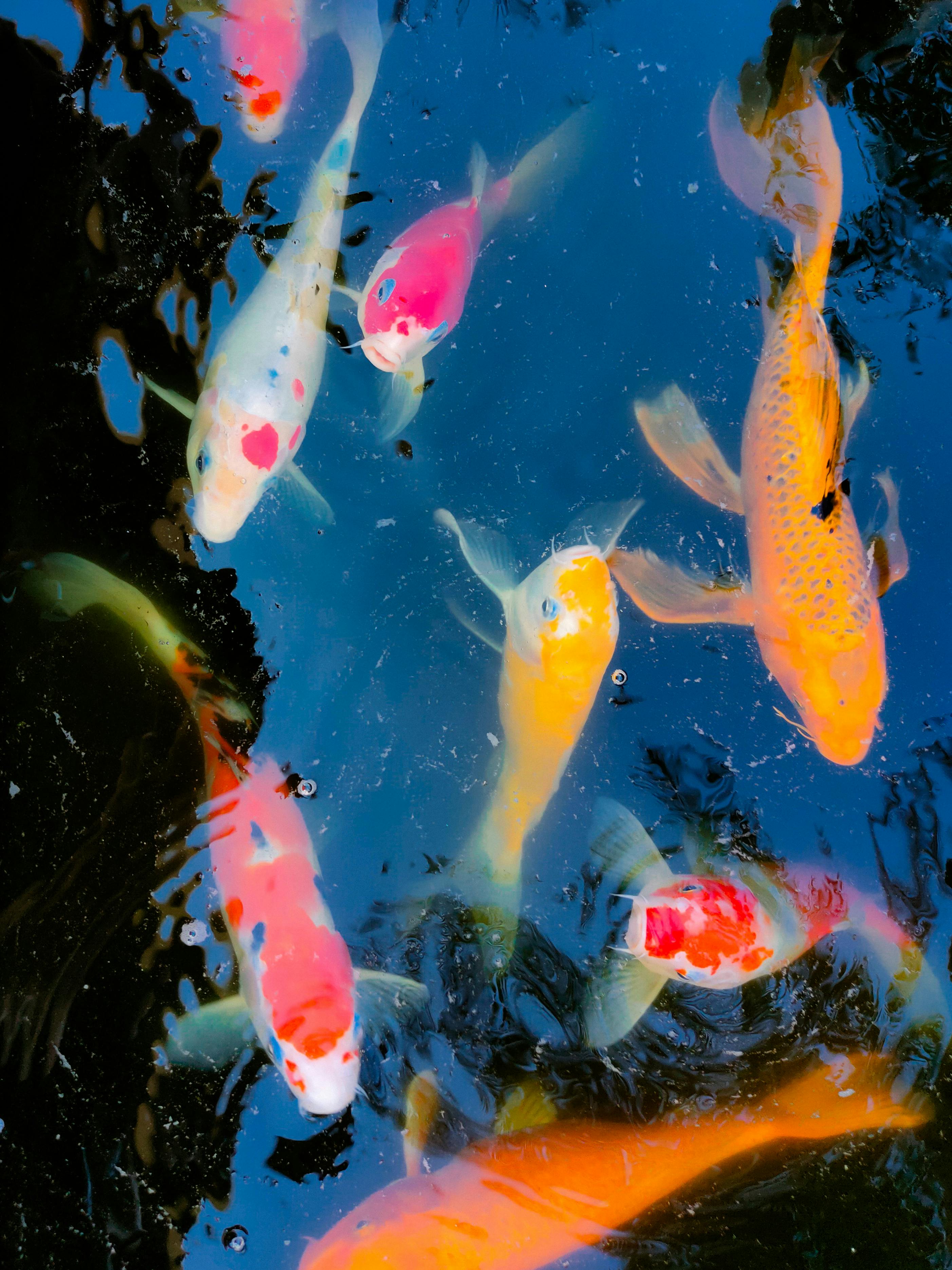 Multiple Fish Photos, Download The BEST Free Multiple Fish Stock Photos ...