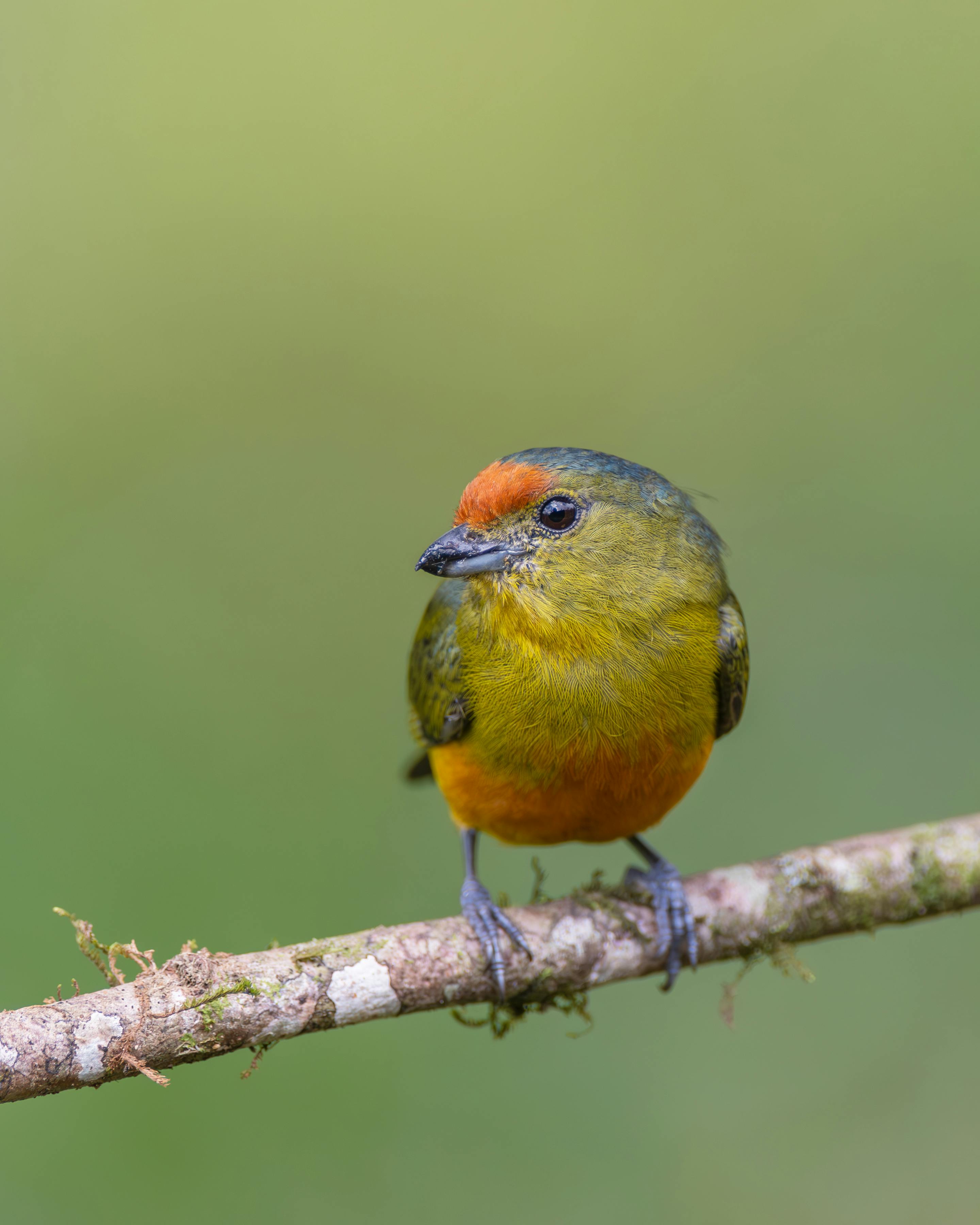 Birds Strike Photos, Download The BEST Free Birds Strike Stock Photos ...