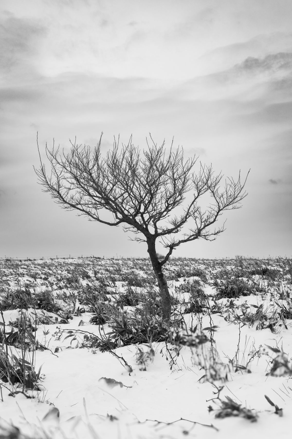 A Lonely Winter Photos, Download The BEST Free A Lonely Winter Stock ...