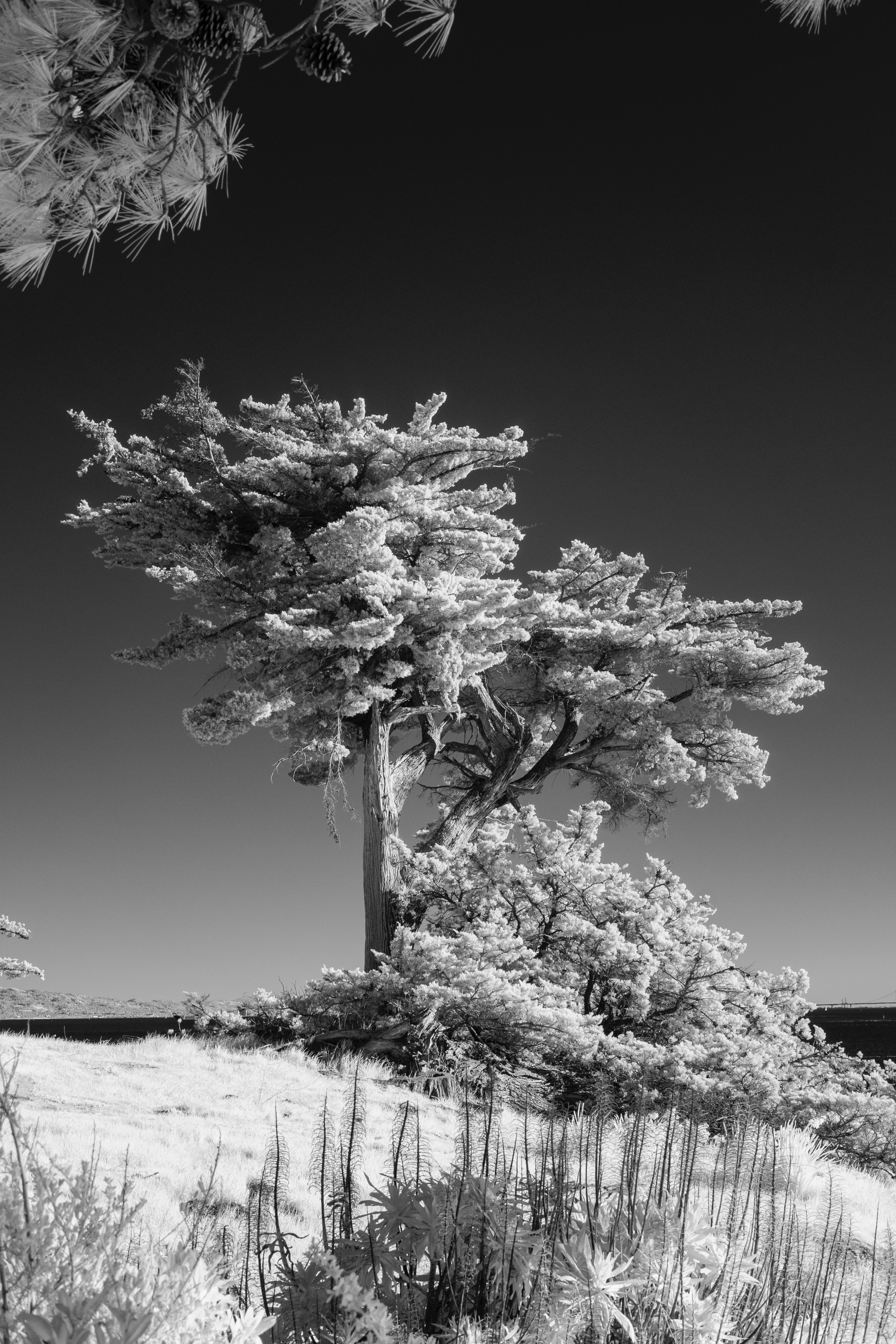 Stunning Infrared Landscape with Lone Tree · Free Stock Photo